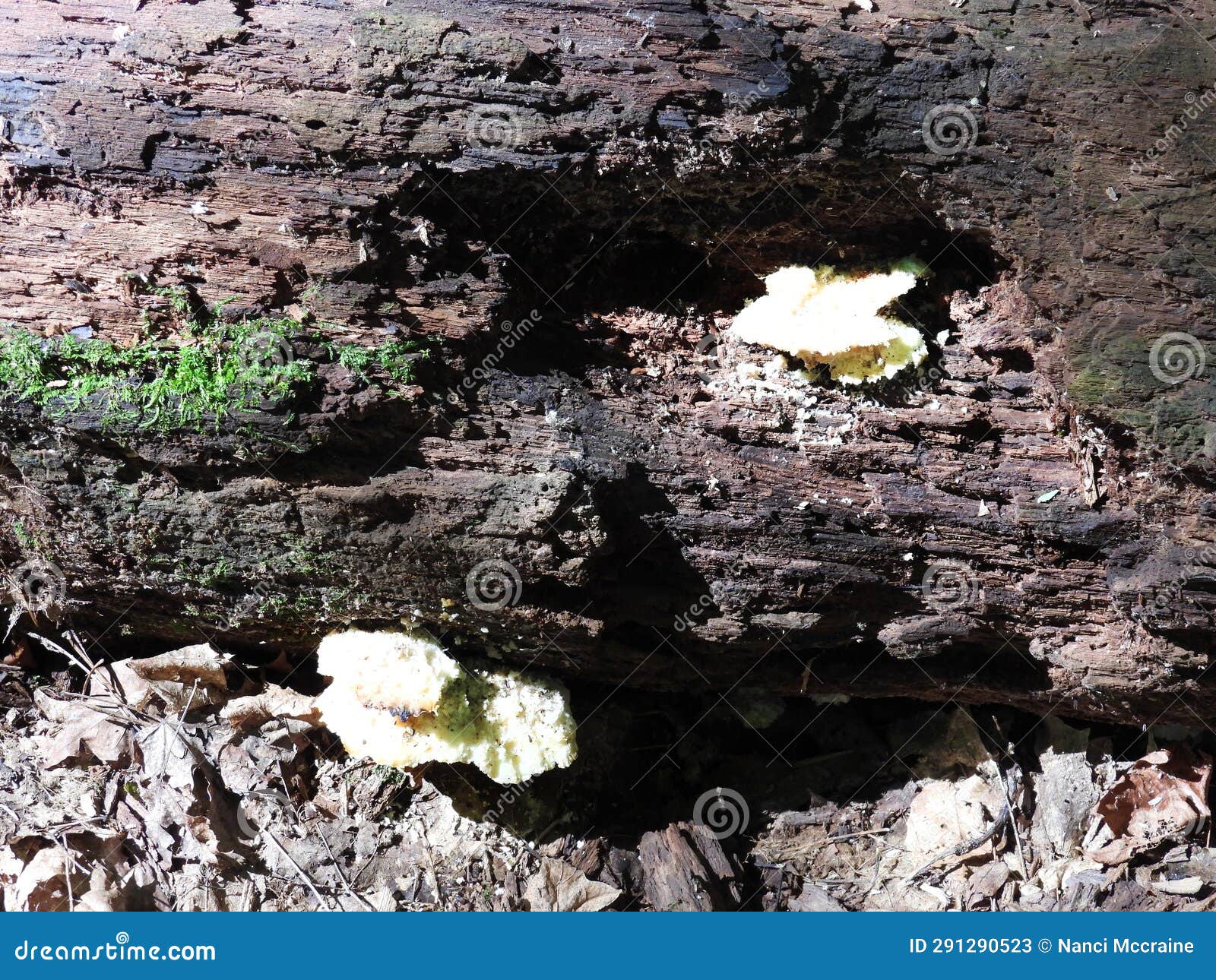 White Scaly Fungus Growing on Dead Tree in Woods Stock Image - Image of ...