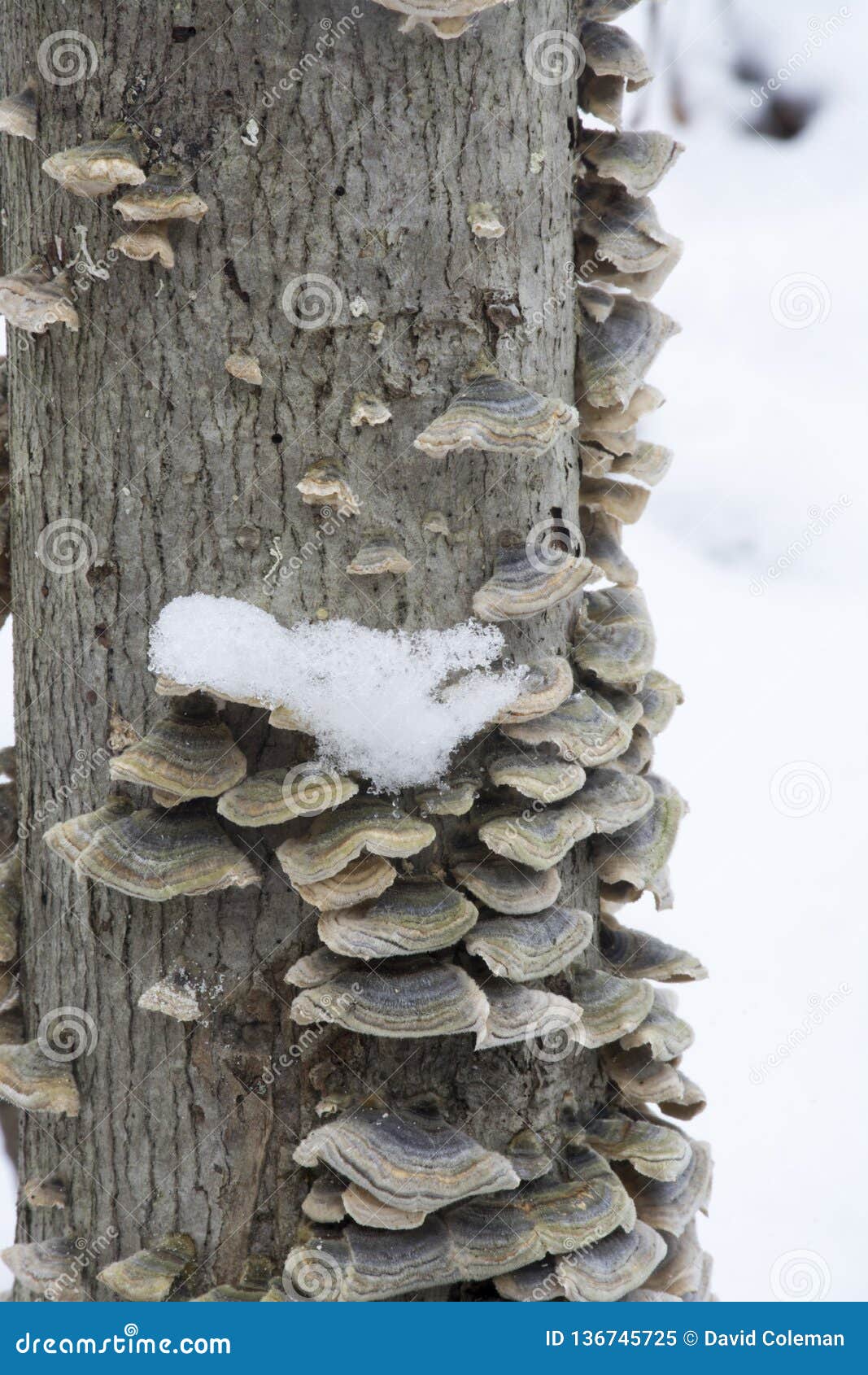 Fungus in the snow stock image. Image of vine, tree - 136745725