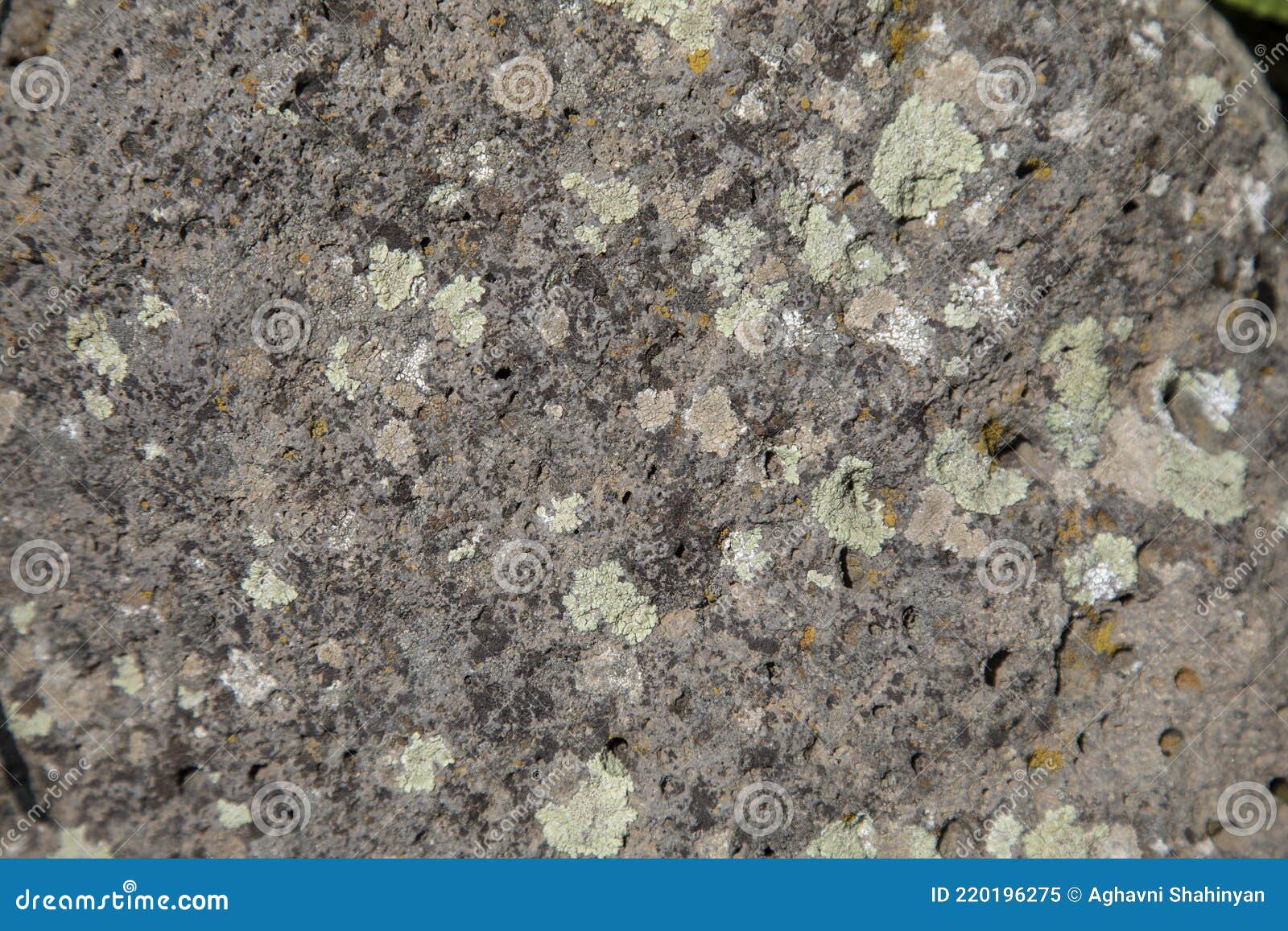Fungus on the stone stock image. Image of macro, plant - 220196275