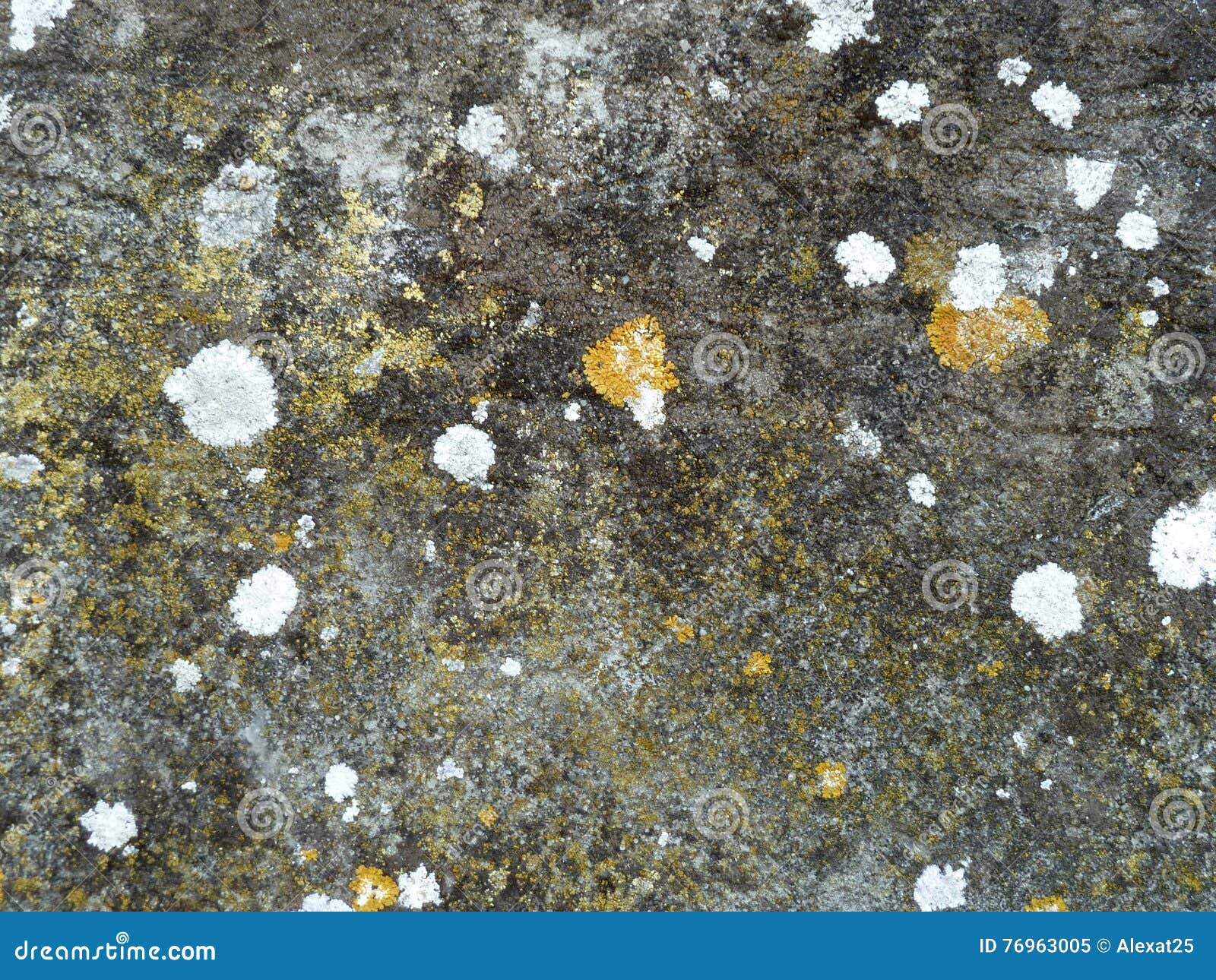 Fungus texture stock image. Image of mould, textures - 76963005