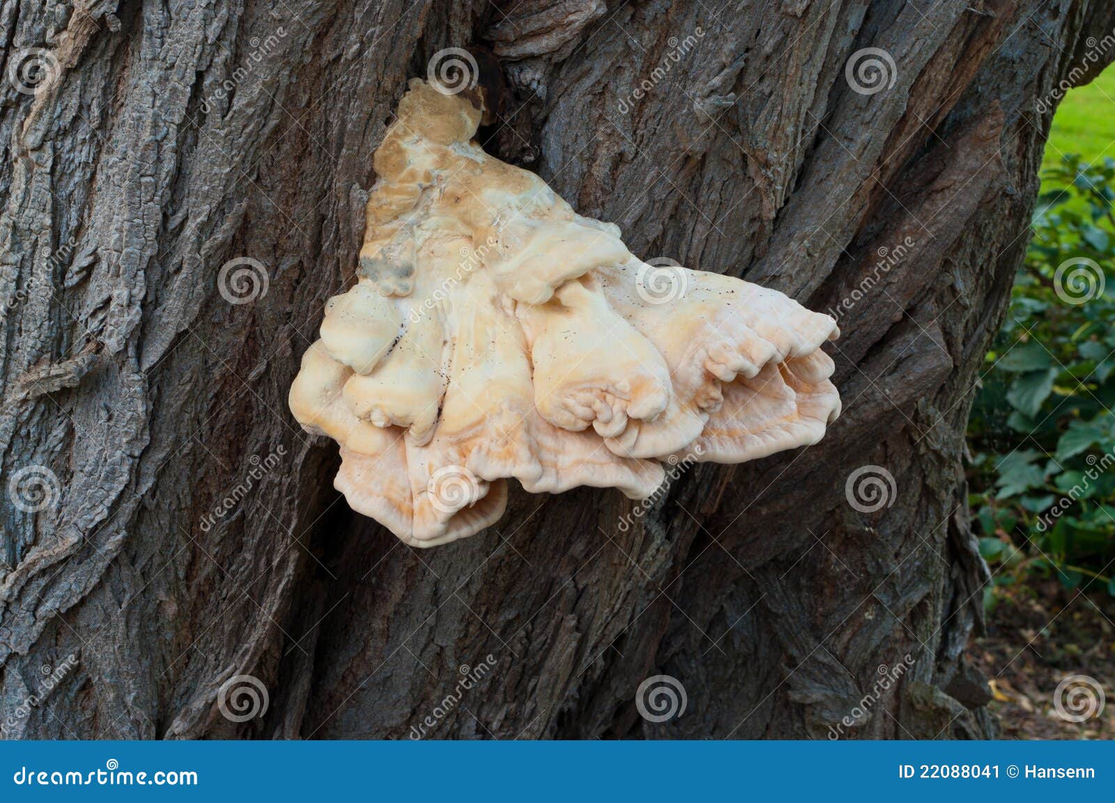 Fungus on tree stock image. Image of curved, woods, forest - 22088041