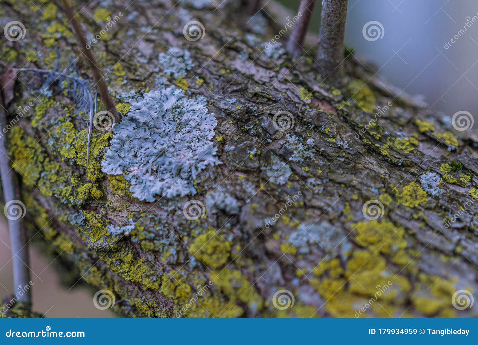 Fungus on Tree Bark Branch Texture Stock Image - Image of lichen ...