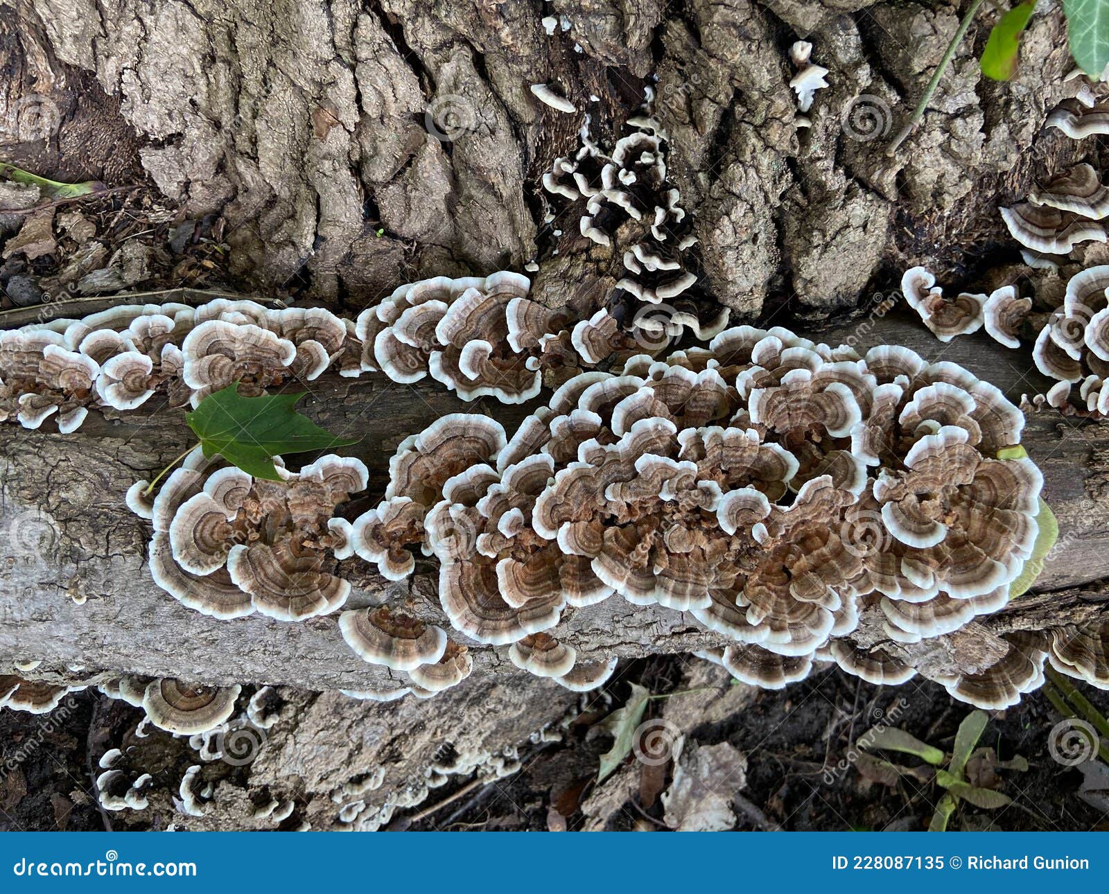 Fungus and Tree Bark stock image. Image of nature, brown - 228087135