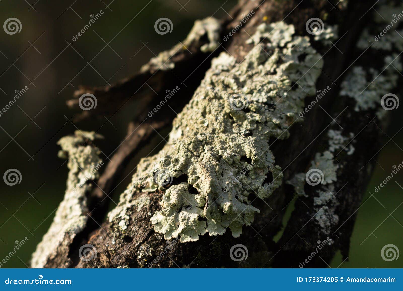 Fungus on tree stock illustration. Illustration of organic - 173374205