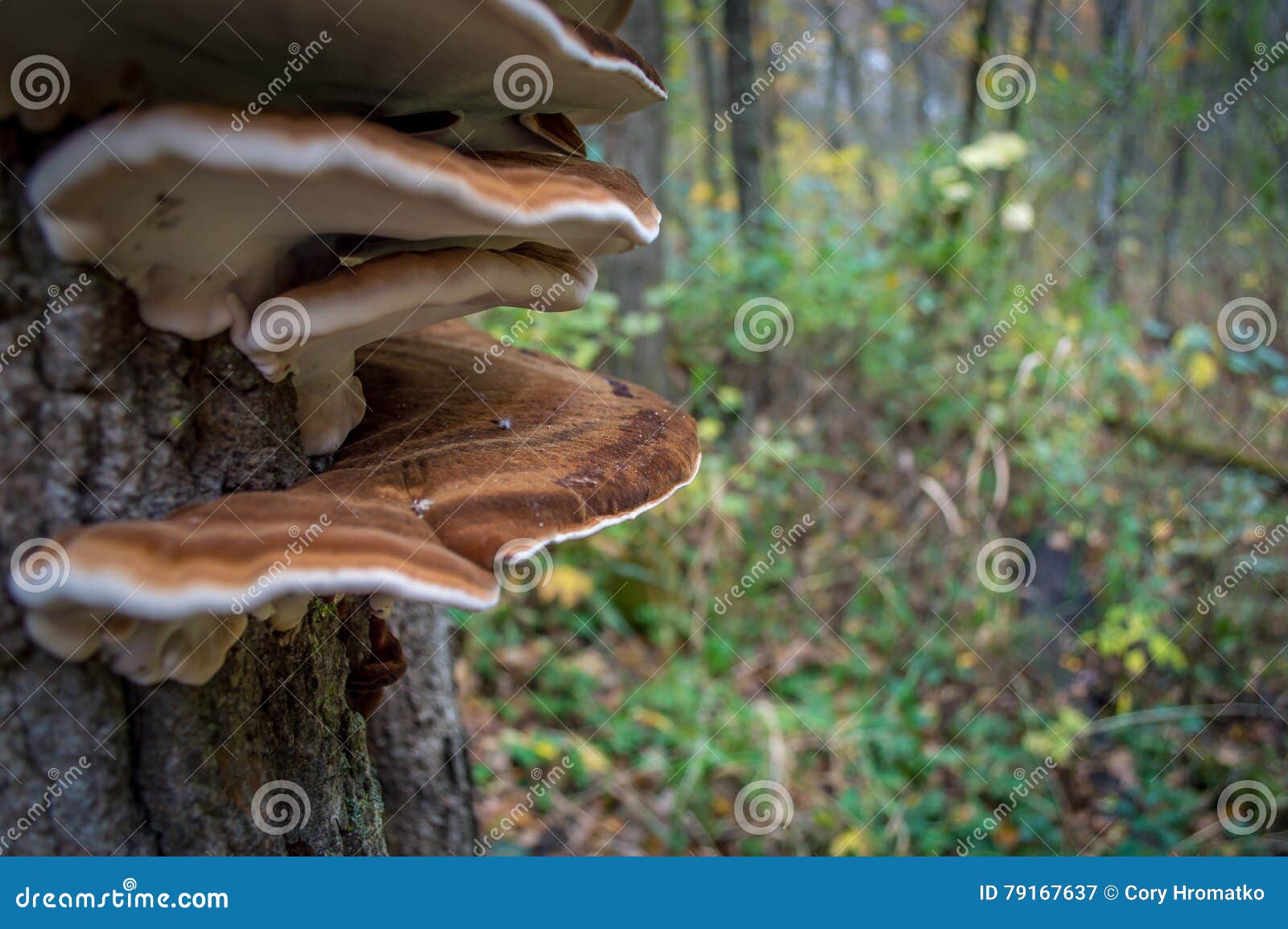 Fungus in tree stock image. Image of plated, detail, mycology - 79167637