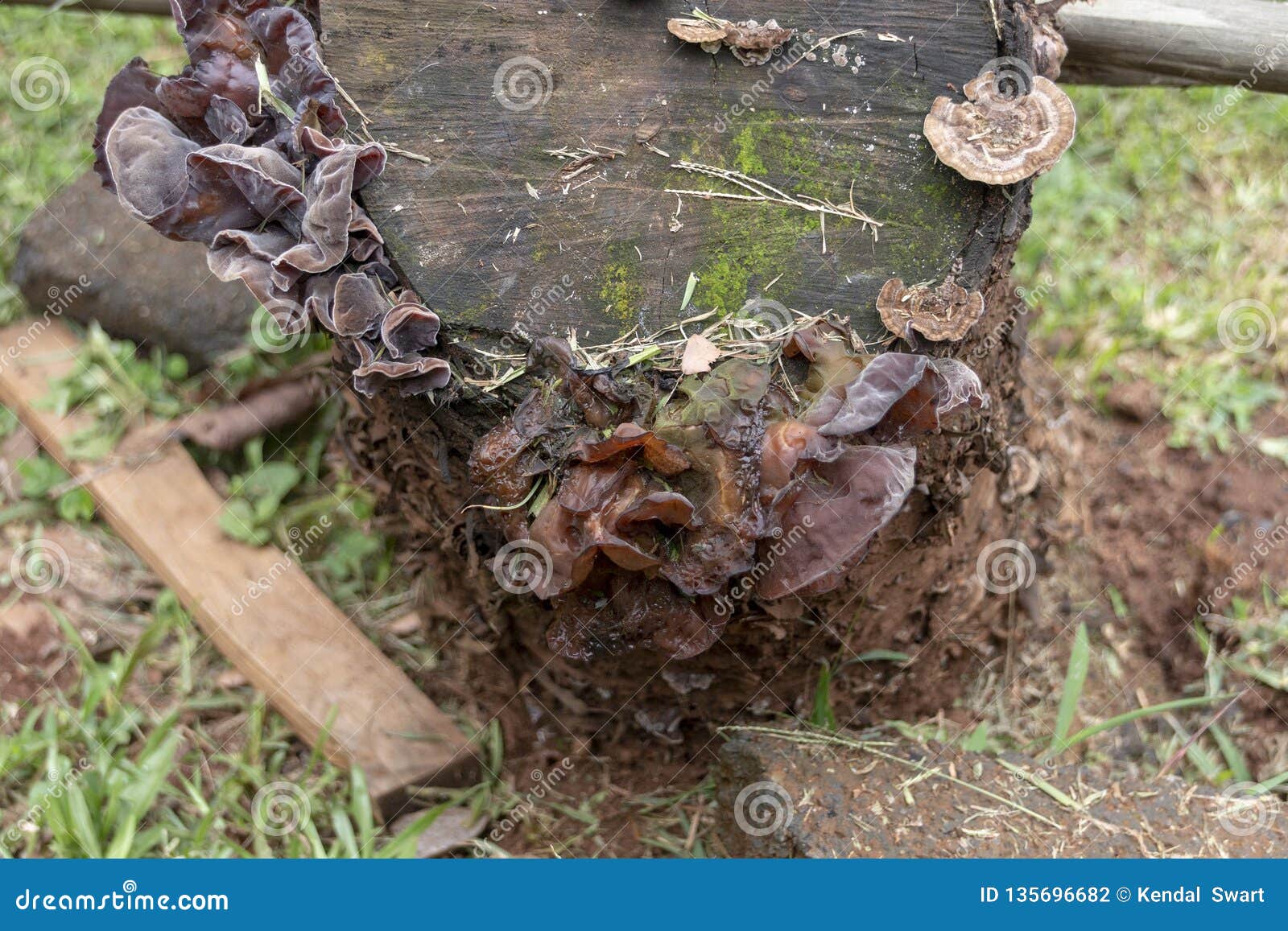 Fungus on a Tree Stump stock photo. Image of bark, shape - 135696682