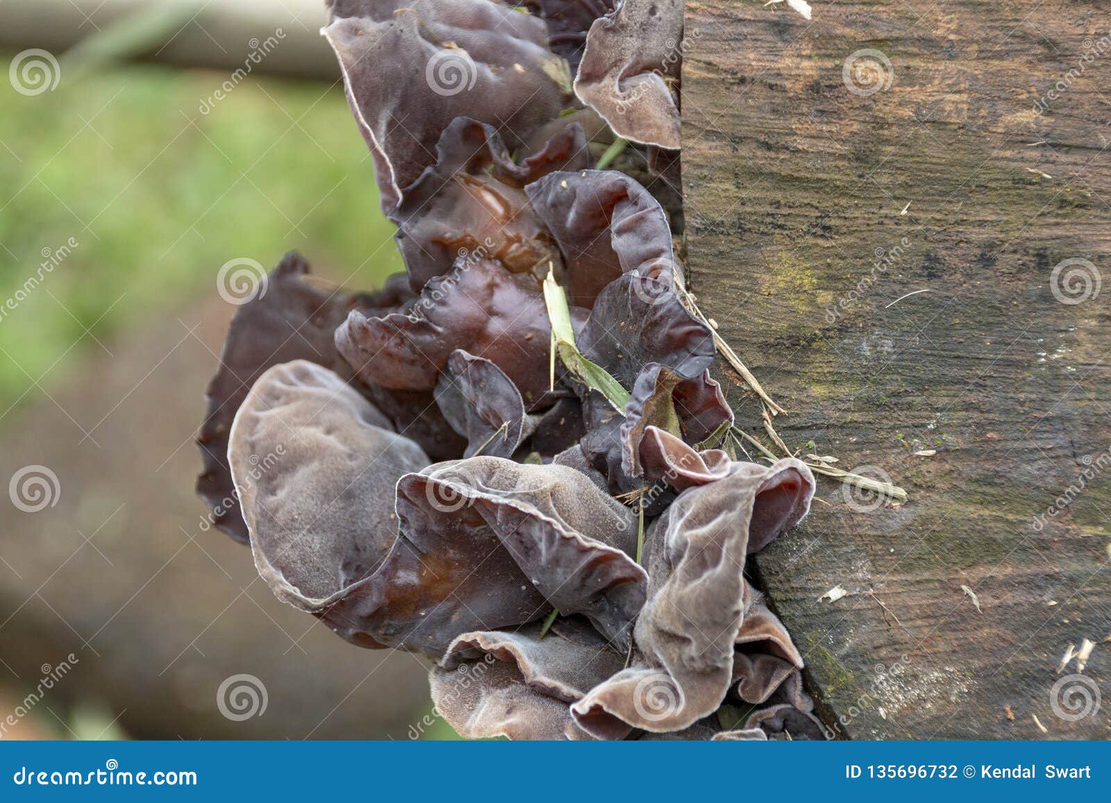 Fungus on a Tree Stump stock photo. Image of mushroom - 135696732