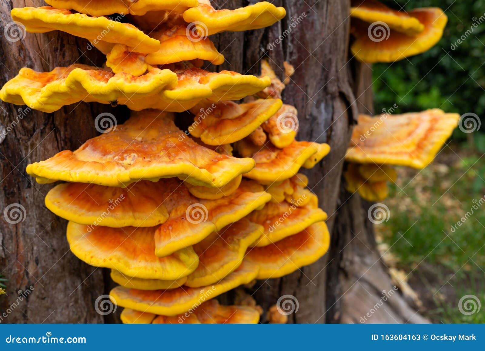 Fungus on tree stump stock image. Image of flora, bright - 163604163