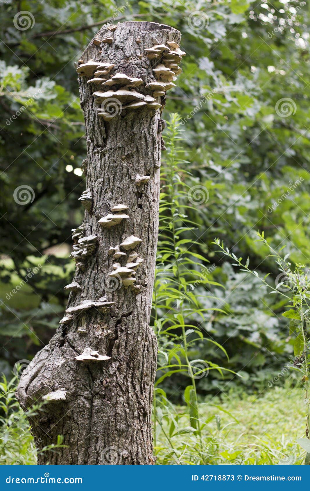 Fungus on a Tree Stump stock image. Image of garden, decay - 42718873