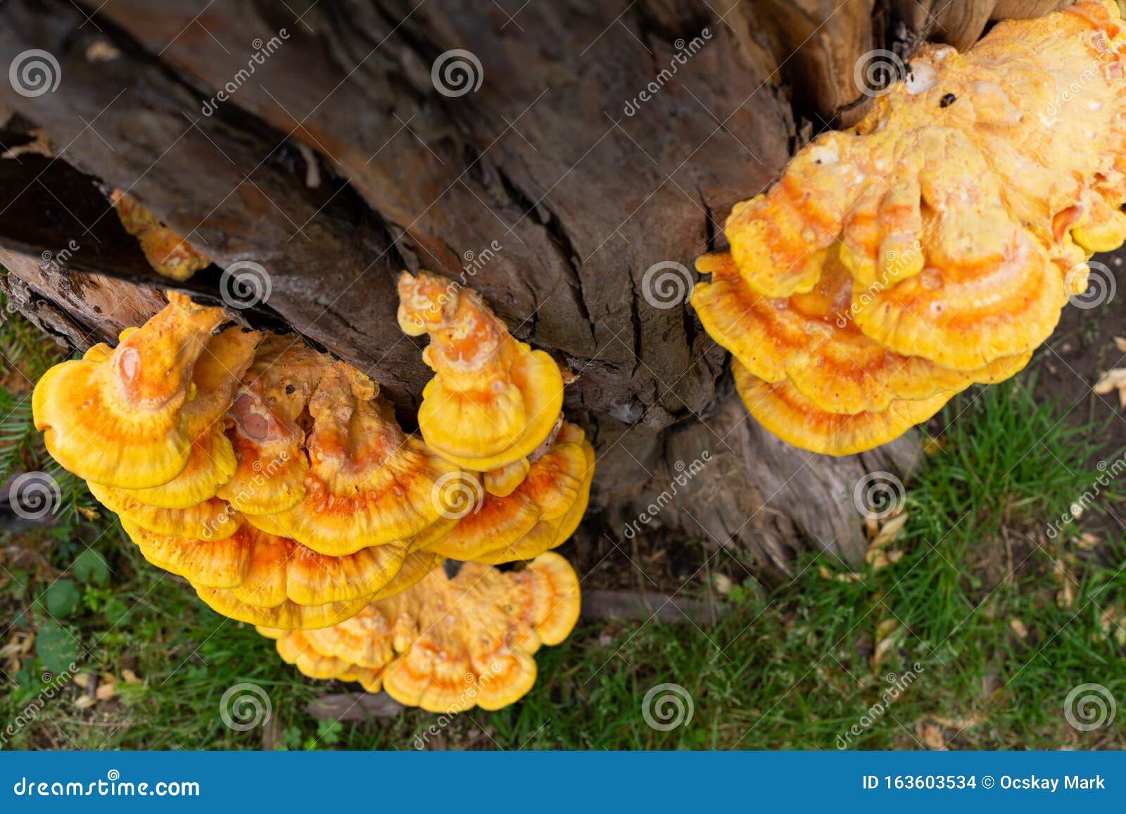 Fungus on tree stump stock photo. Image of fungus, design - 163603534
