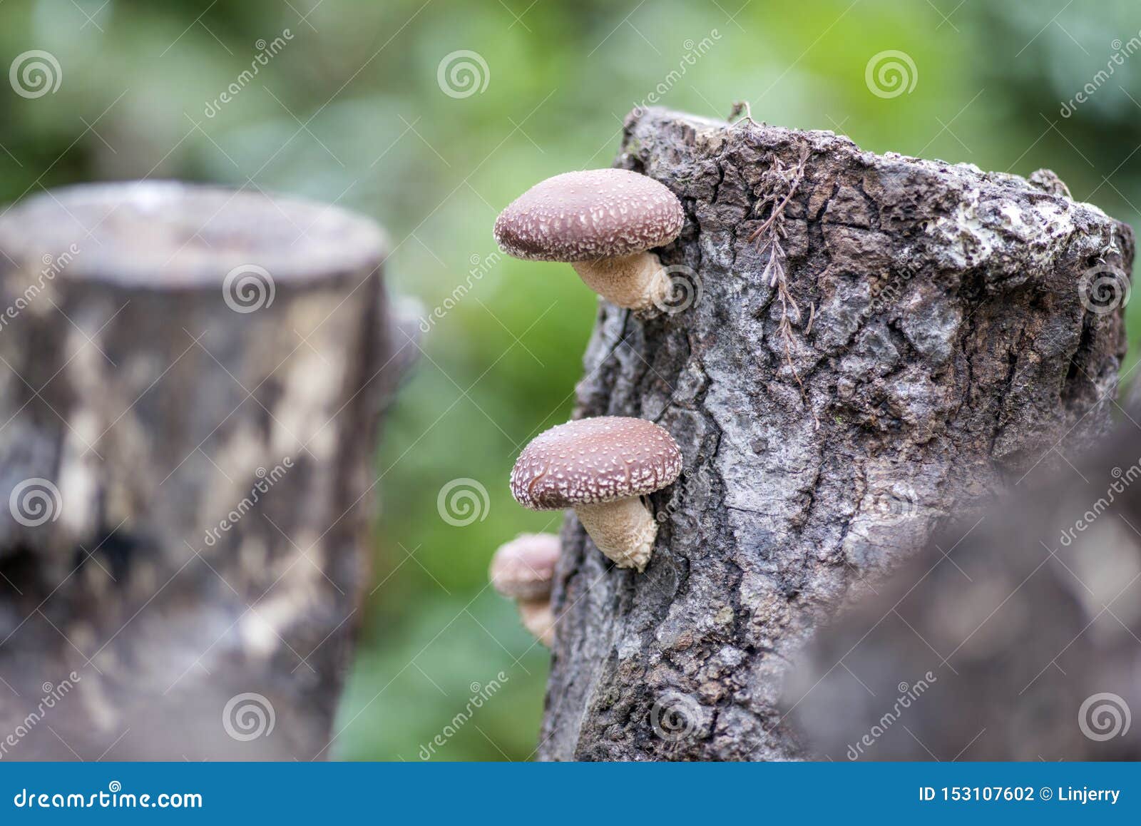 Fungus on Tree Stump in a Park Stock Photo - Image of bark, outdoor ...