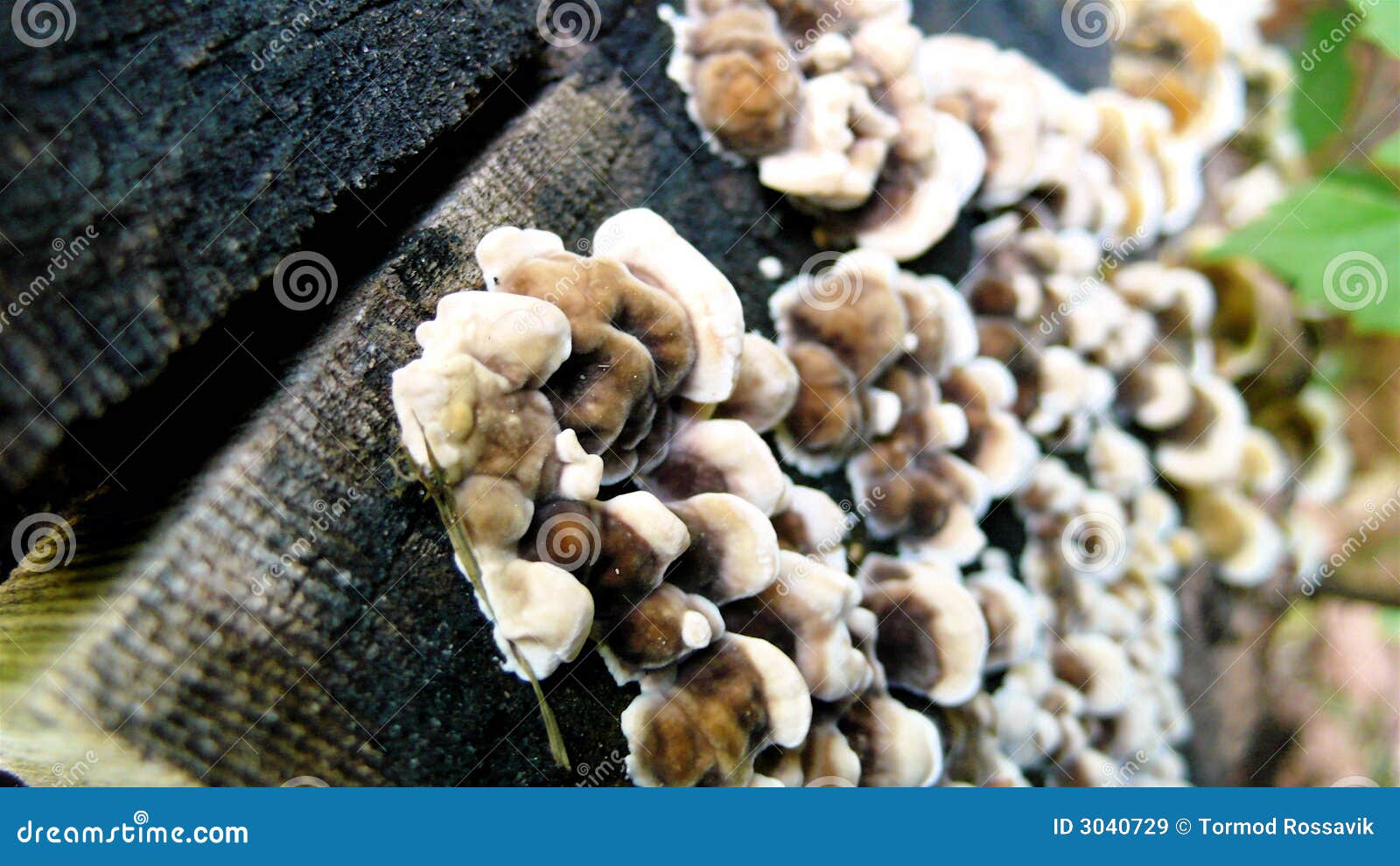 Fungus on a tree trunk stock image. Image of natural, parasitic - 3040729