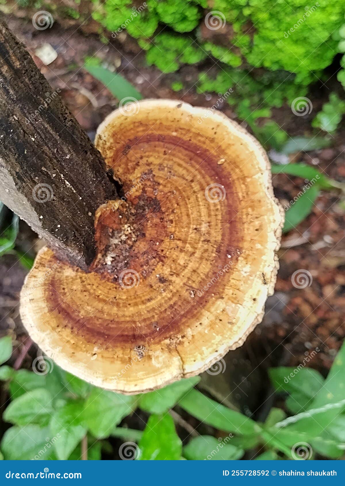 Fungus in tree trunk stock photo. Image of tree, fungi - 255728592