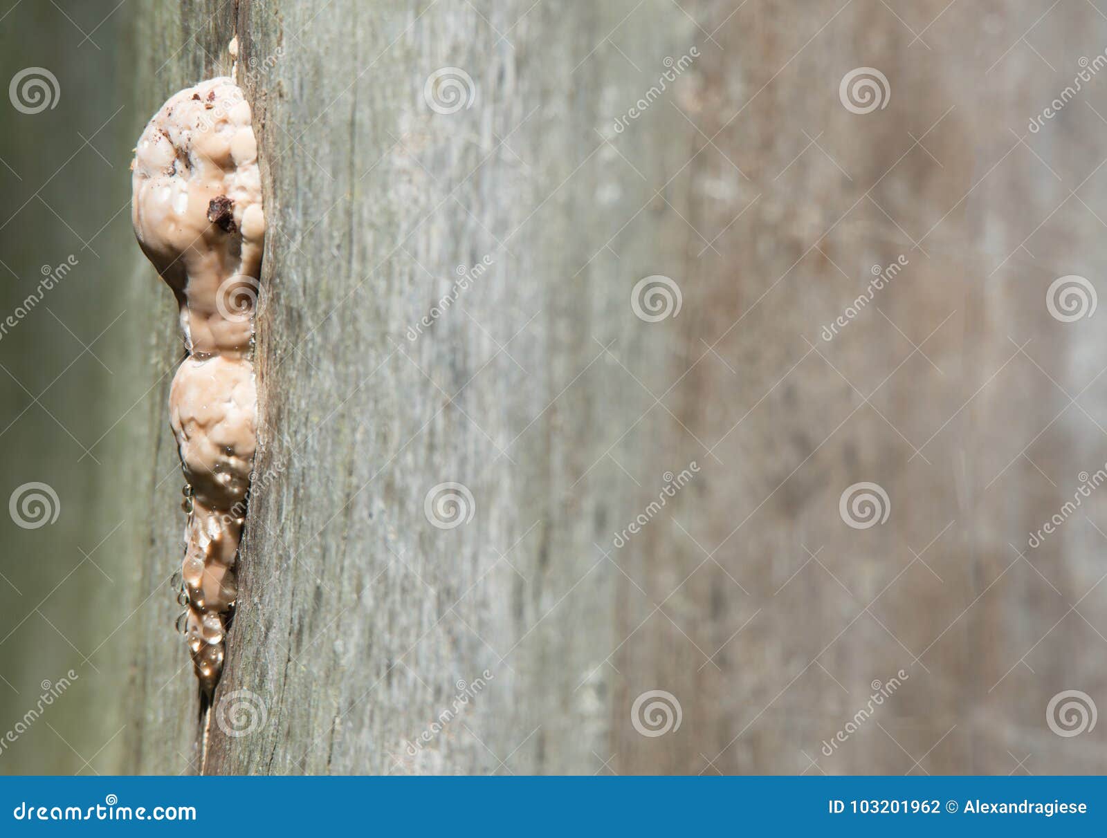 Fungus on a tree trunk stock photo. Image of bark, mushroom - 103201962