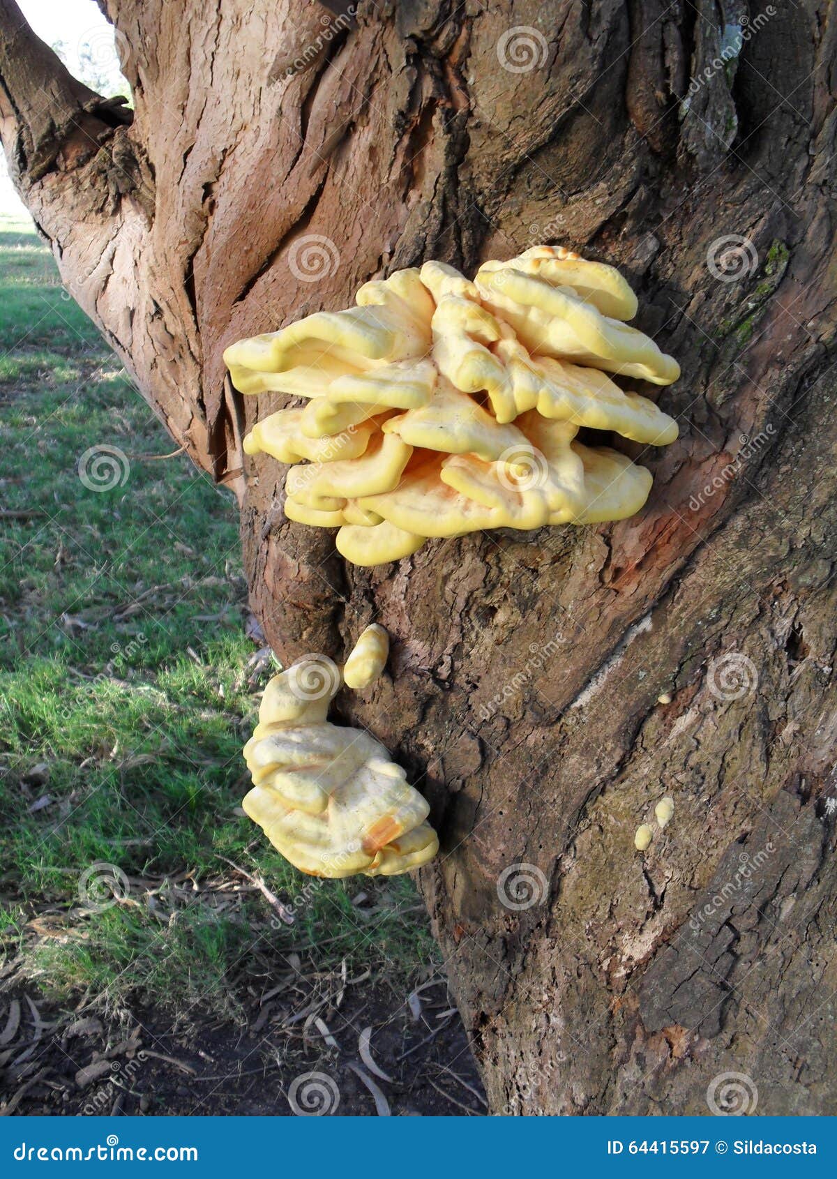 Fungus on tree trunk stock image. Image of yellow, mushrooms - 64415597