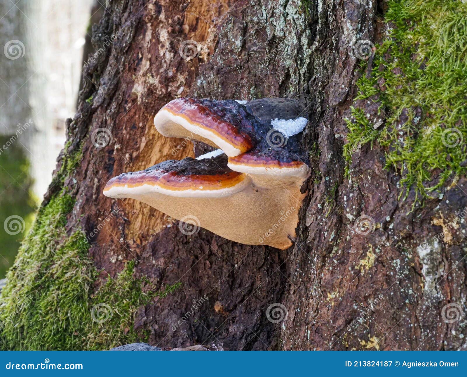 Fungus on a Trunk of the Tree Stock Image - Image of fungus, conifers ...