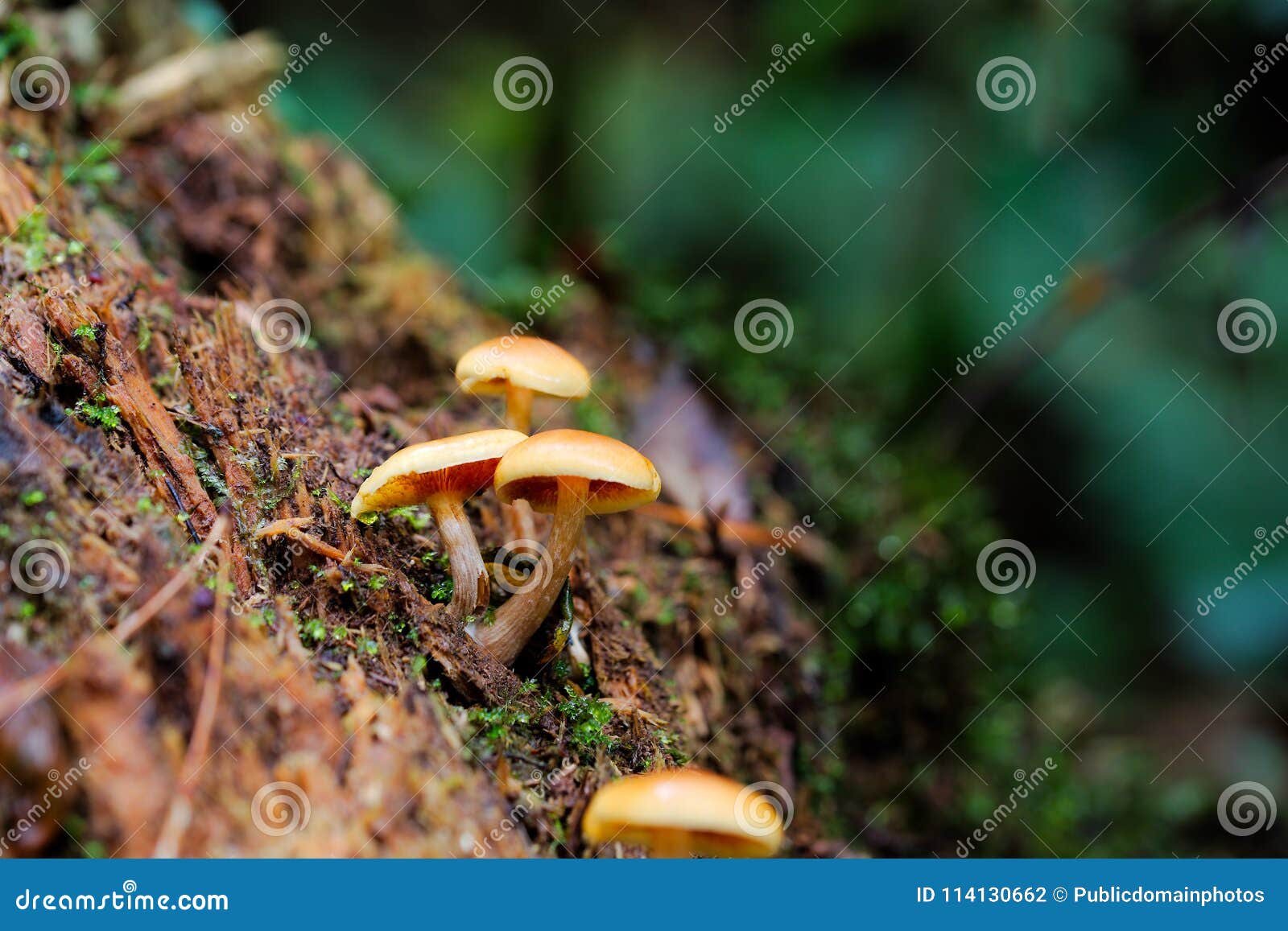 Fungus, Vegetation, Ecosystem, Mushroom Picture. Image: 114130662