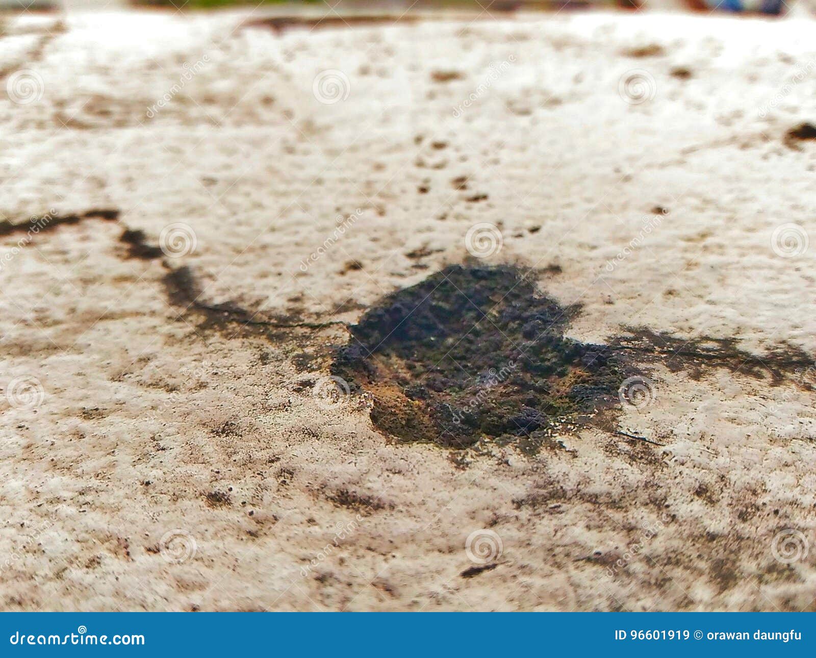 Fungus in wall stock image. Image of member, fungus, wall - 96601919