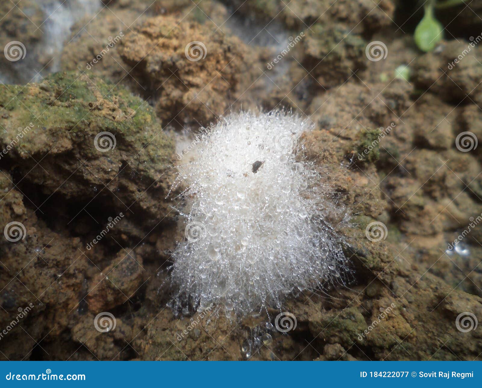 A White Fungus Growing in Soil Stock Image - Image of fungus, macro ...