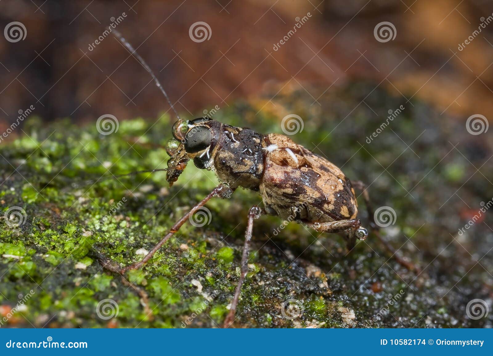 Fungus weevil stock photo. Image of park, wilderness - 10582174