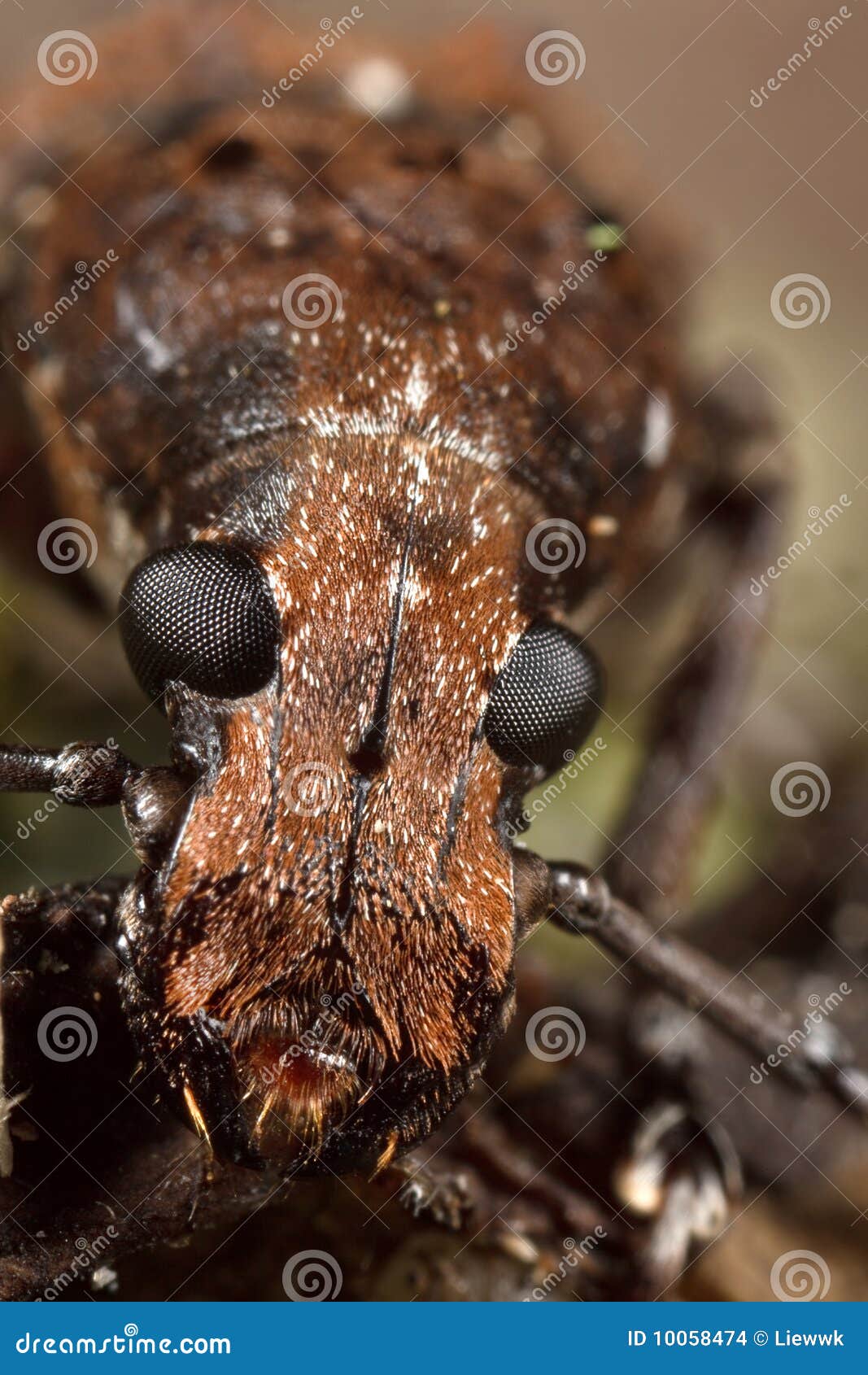 Fungus Weevil Face from Front Stock Photo - Image of whitish, outdoor ...
