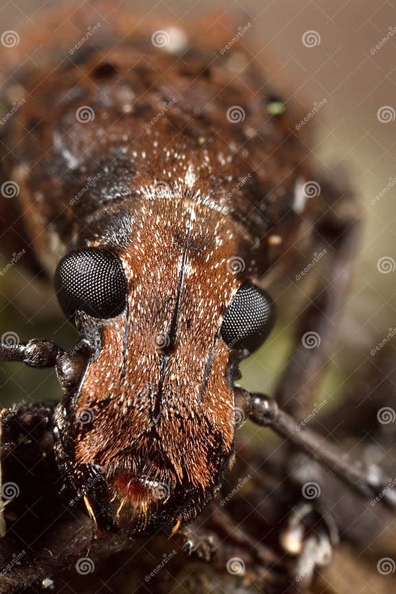 Fungus Weevil Face from Front Stock Photo - Image of whitish, outdoor ...