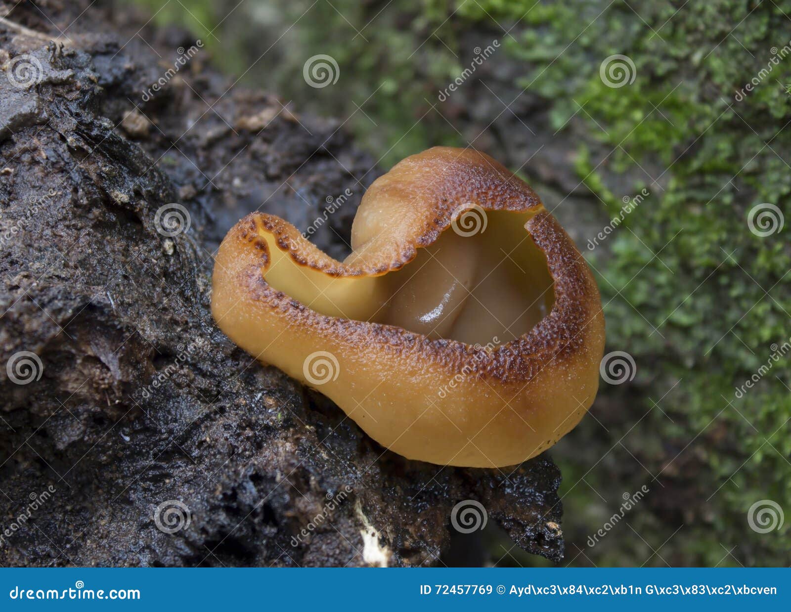 Fungi stock image. Image of vesiculosa, tree, middle - 72457769
