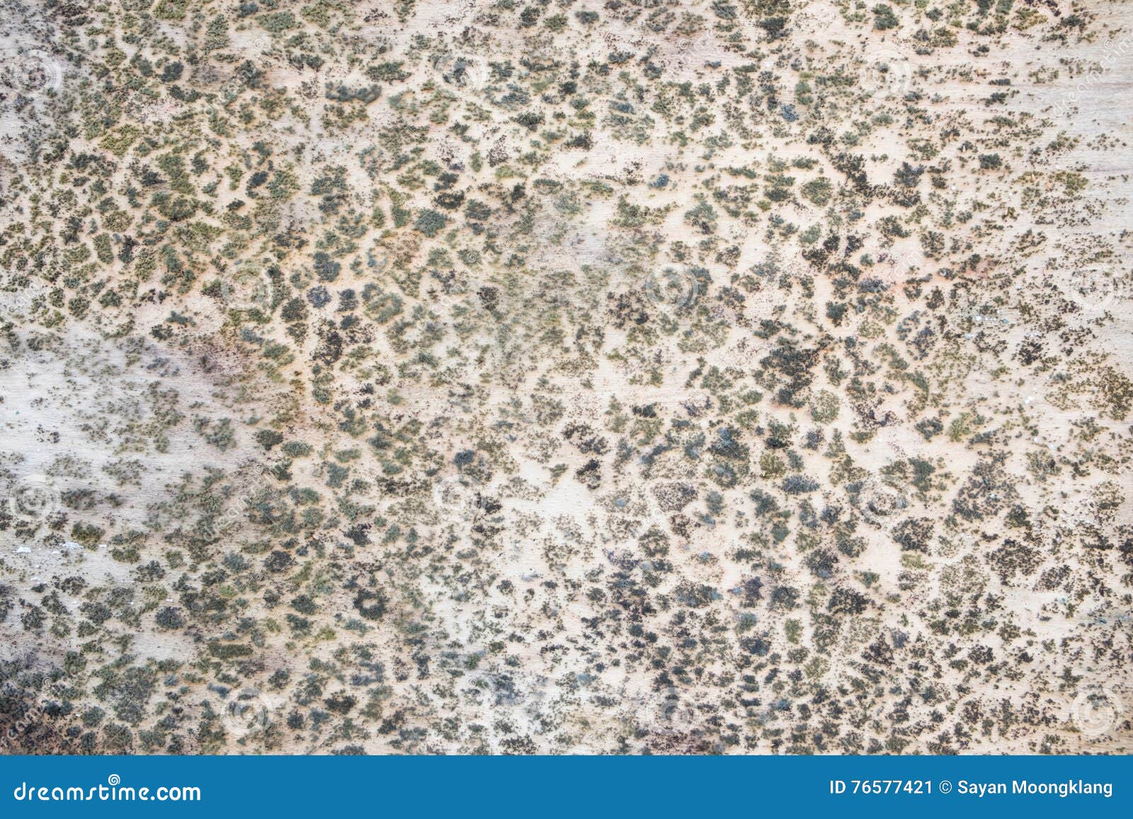 Fungus on the wood. stock image. Image of mold, design - 76577421