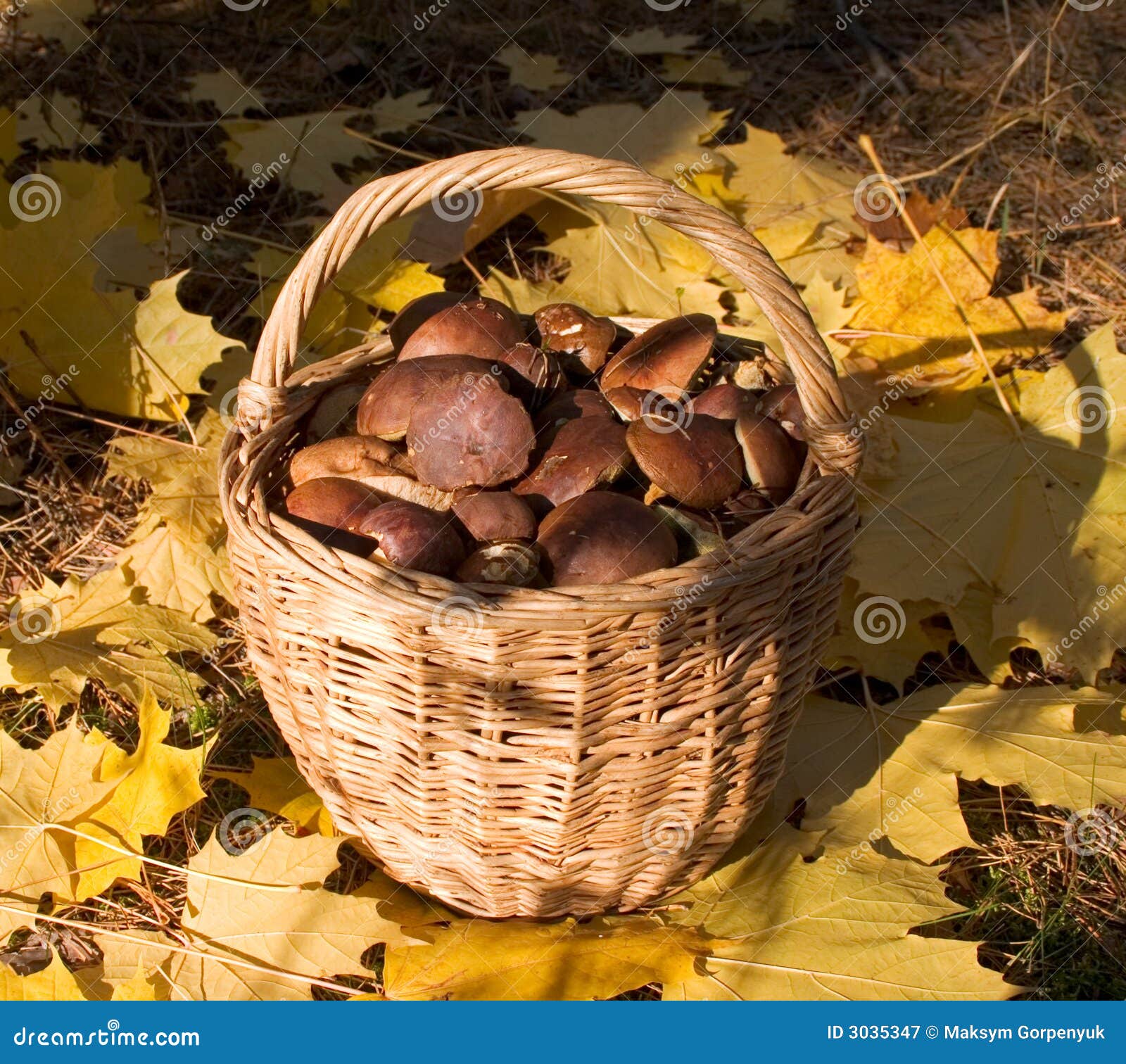 Funguses in frail stock image. Image of autumn, fungus - 3035347