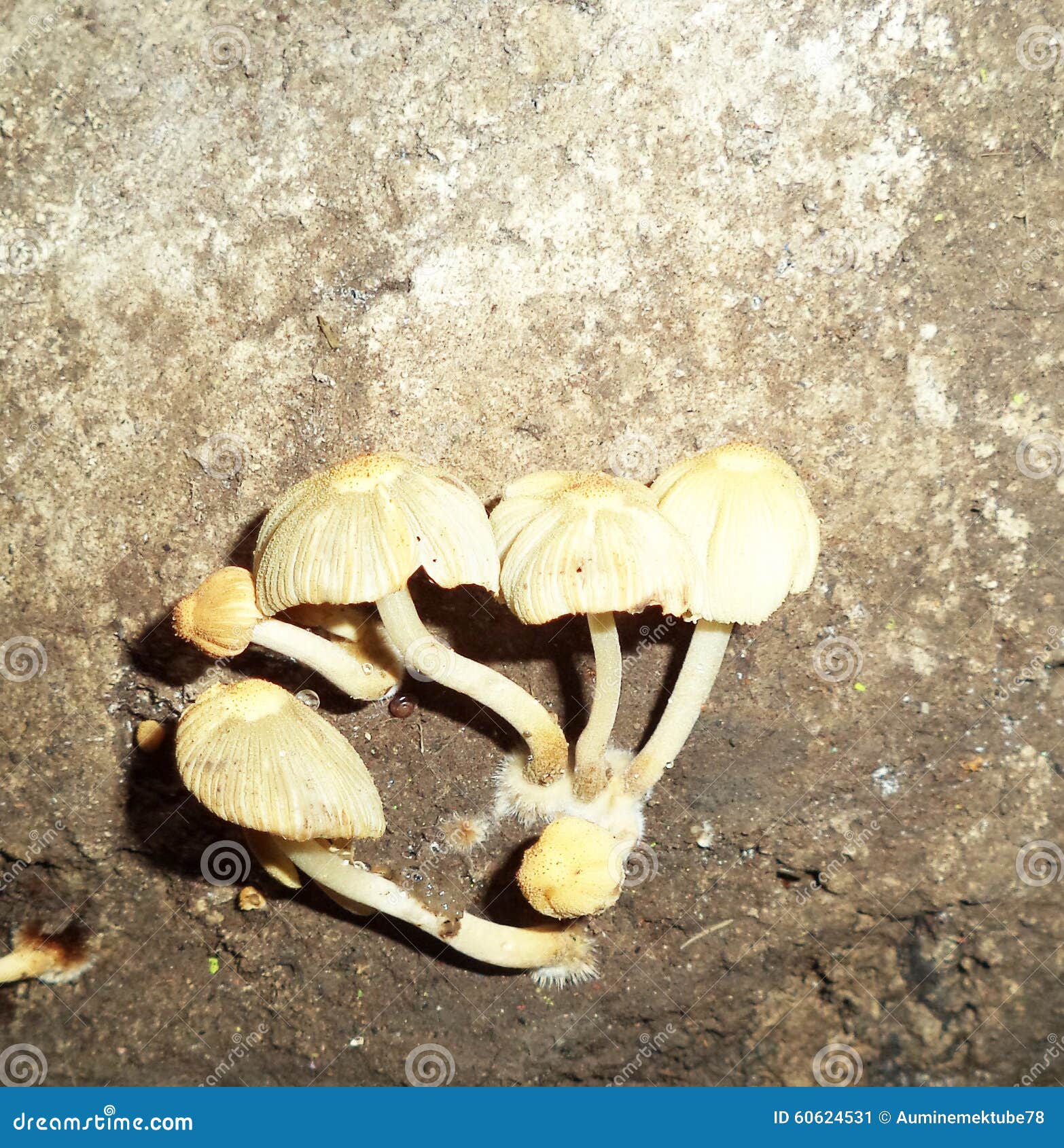 Mushroom stock image. Image of pair, grown, soft, wall - 60624531