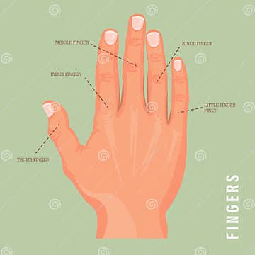 5 Names of Fingers. Vector Poster with Human Hand. Isolated Background ...