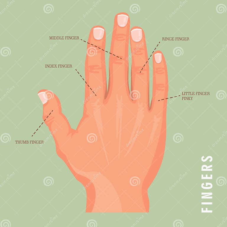 5 Names of Fingers. Vector Poster with Human Hand. Isolated Background ...
