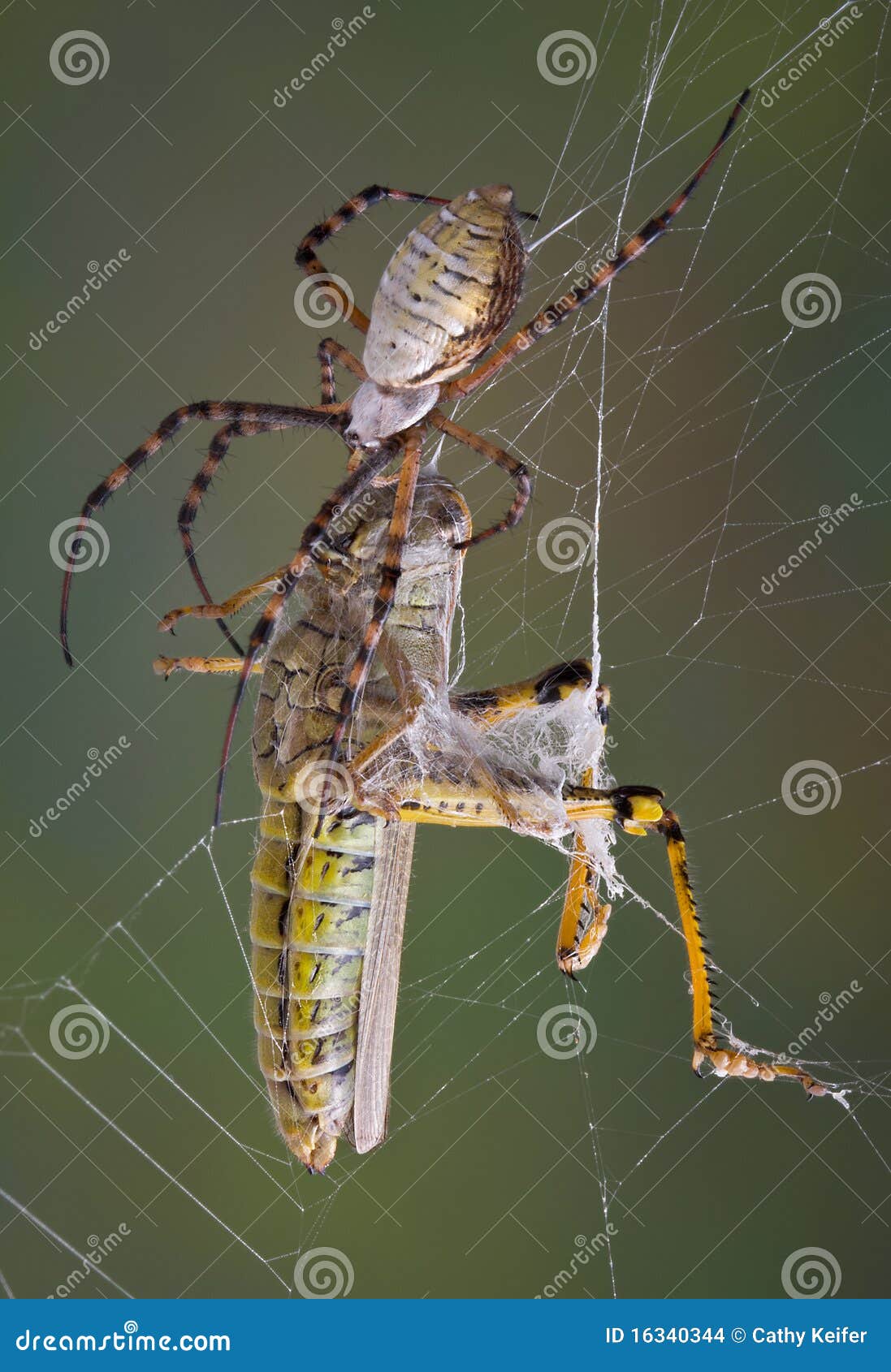 Funil de ataque da aranha foto de stock. Imagem de predador - 16340344
