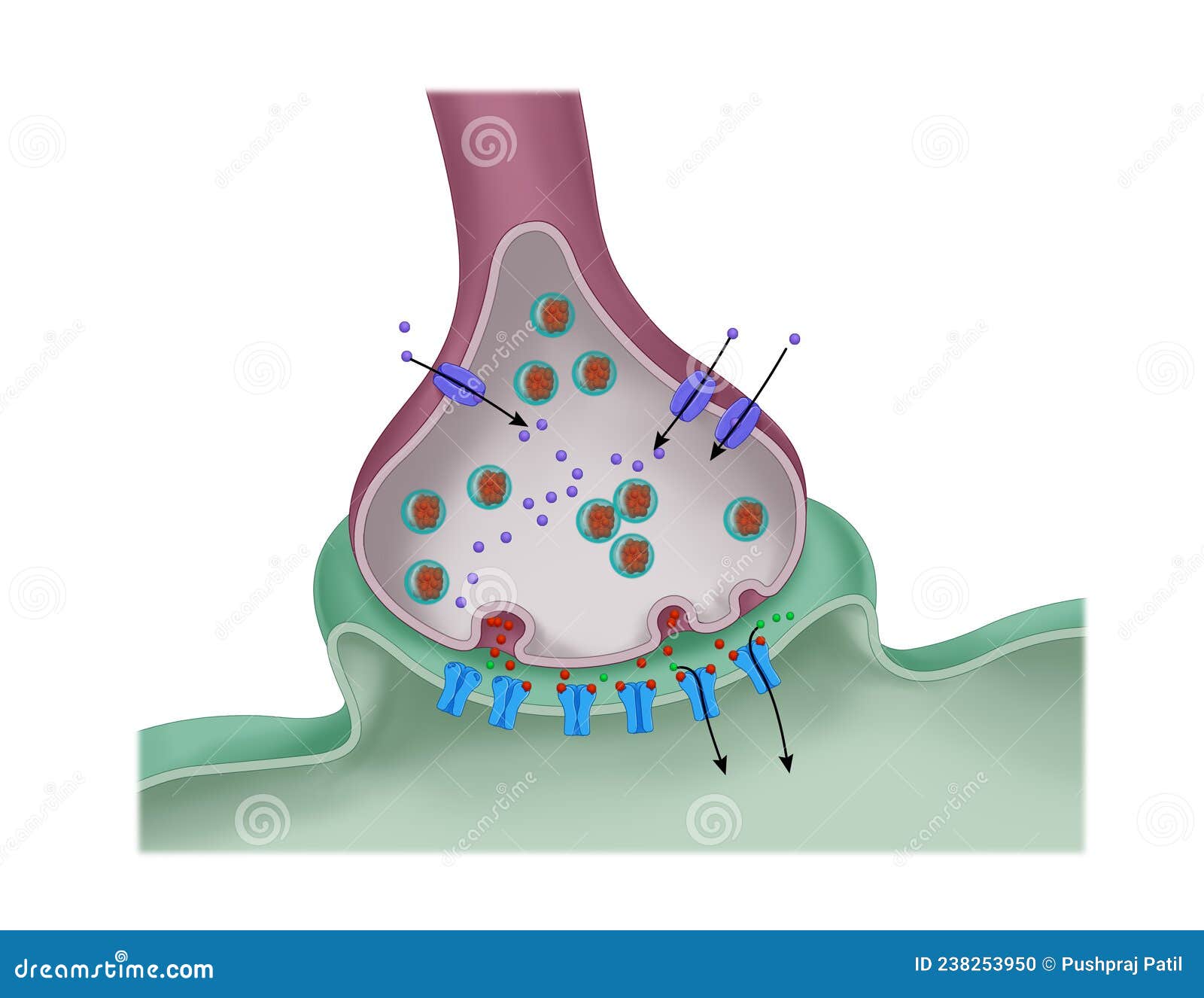 Funktion einer Synapse stock abbildung. Illustration von endokrin ...