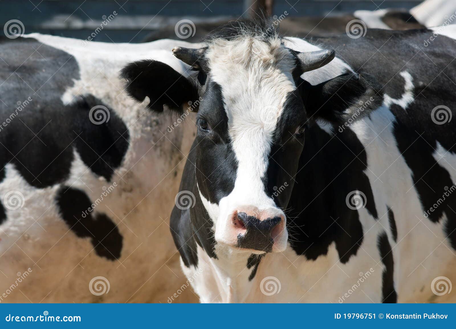 Funky Cow stock image. Image of livestock, outside, spots - 19796751