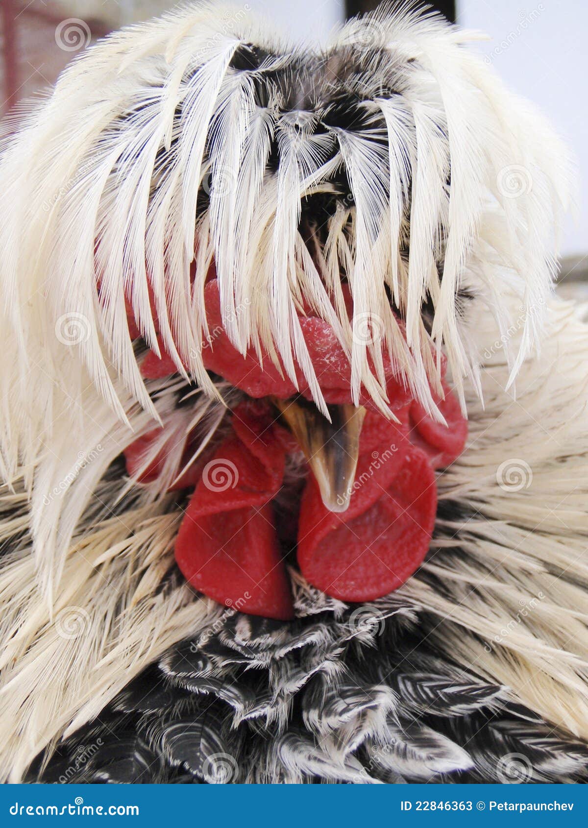 Funky rooster stock image. Image of comb, farm, domestic - 22846363