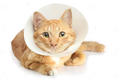 Funnel collar cat stock image. Image of cone, medicine - 37616793