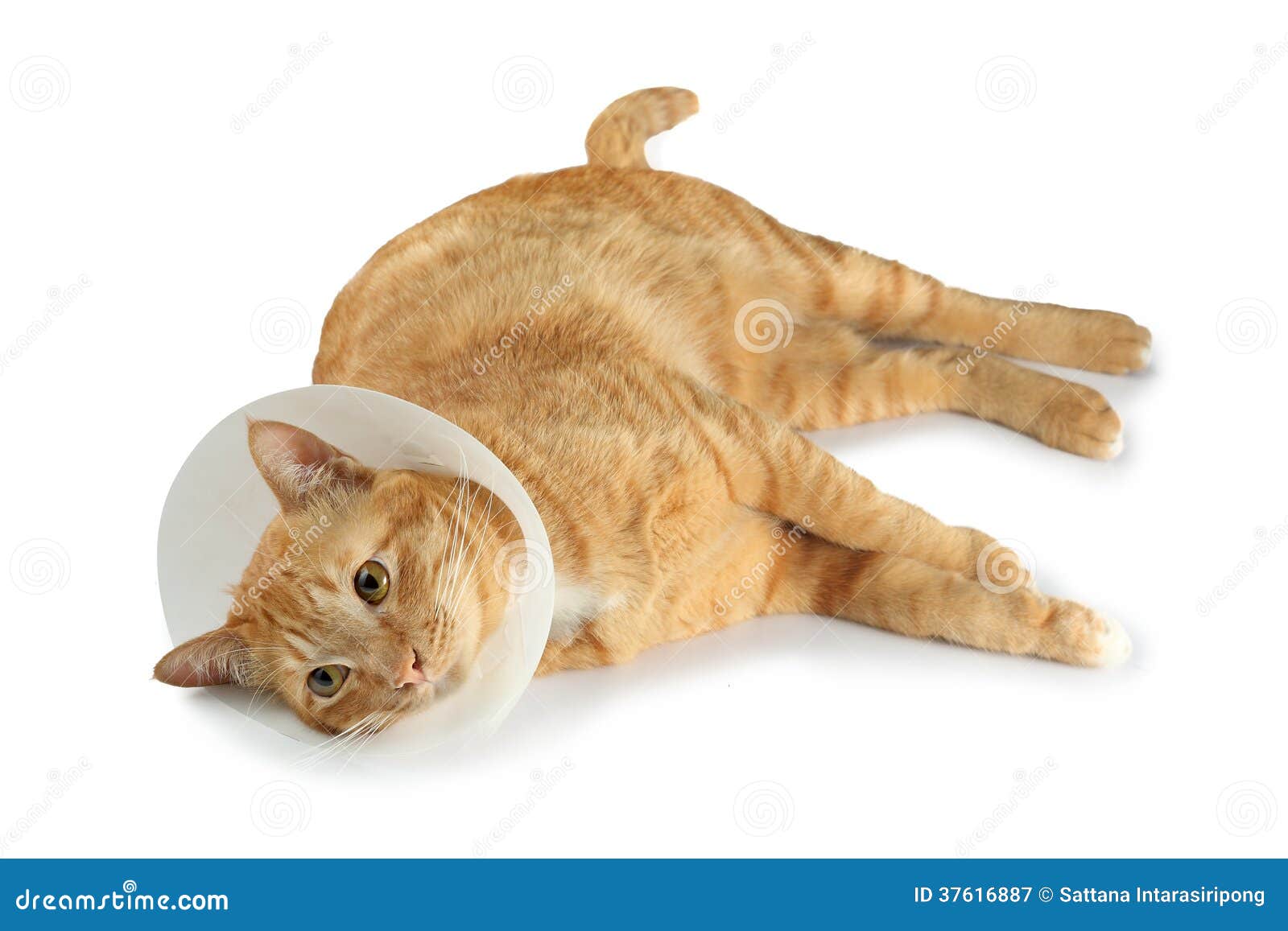 Funnel collar cat stock image. Image of close, closeup - 37616887