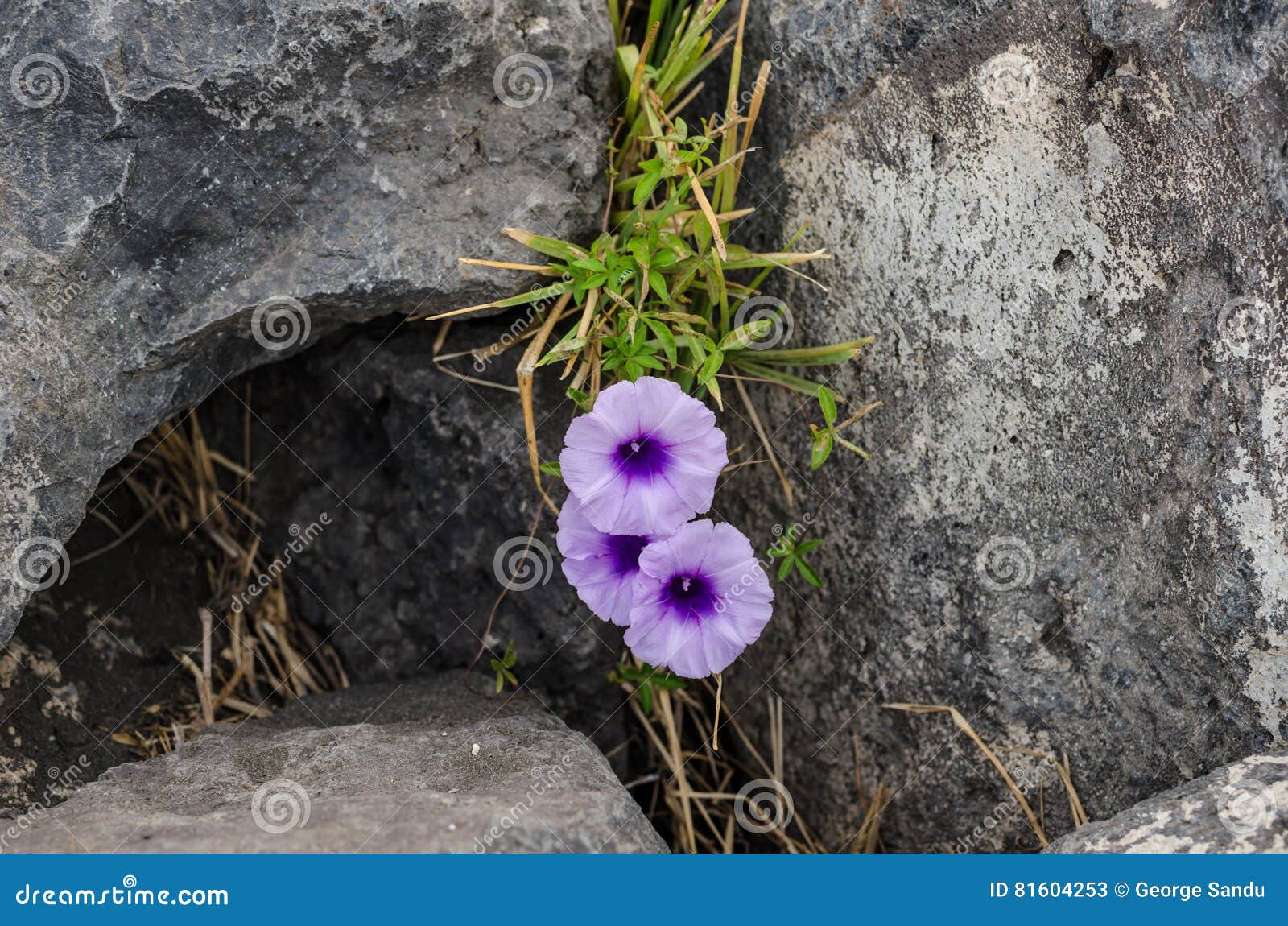 Funnel-form type flower stock image. Image of nature - 81604253
