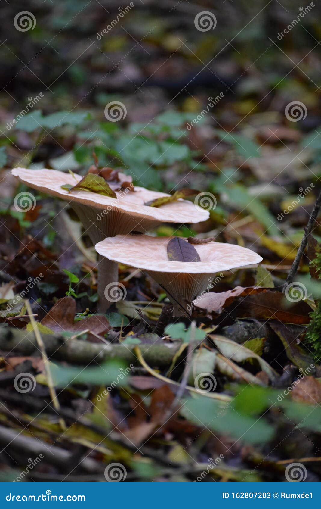 Funnel mushroom stock image. Image of varieties, showy - 162807203