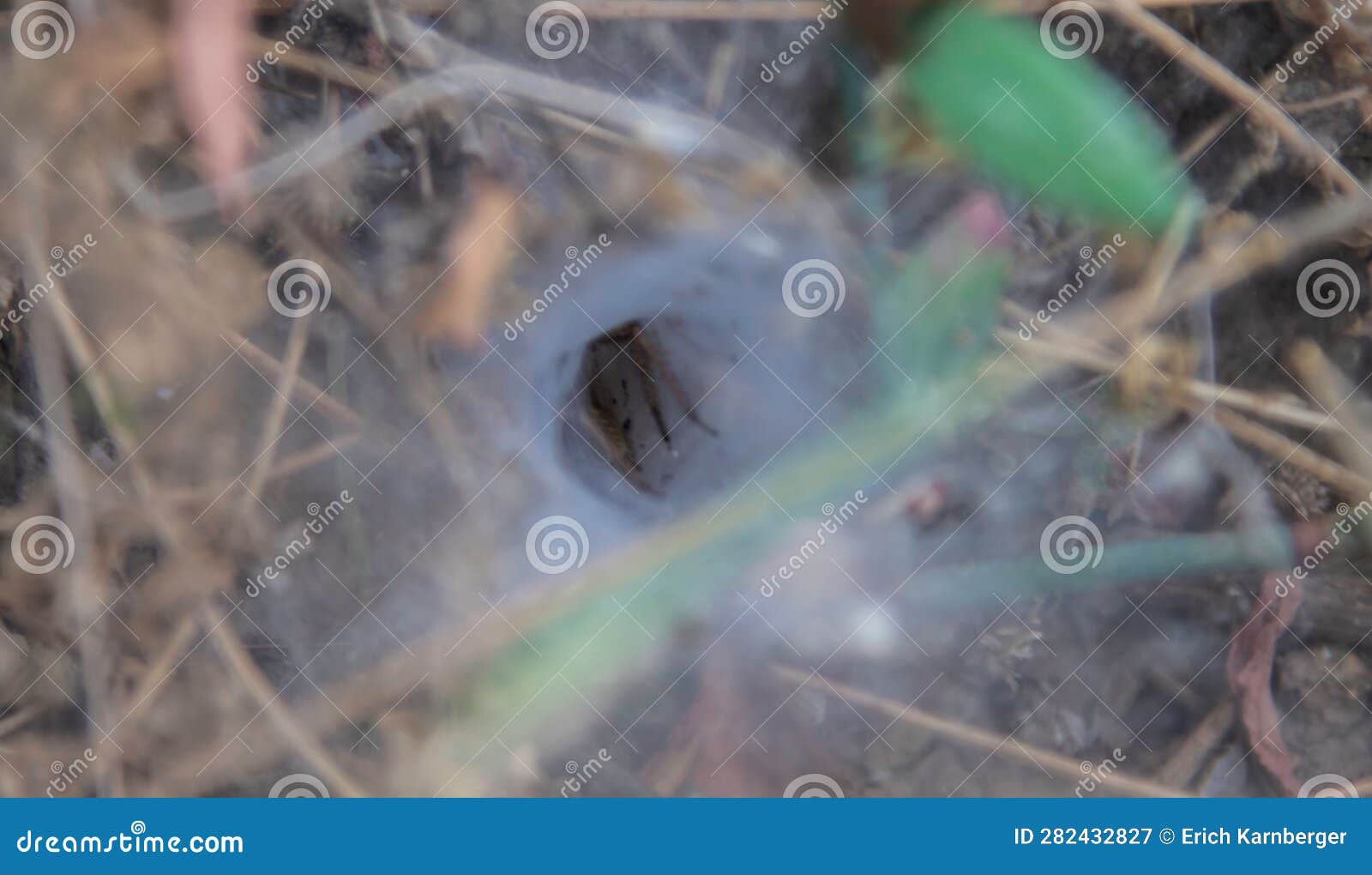 Funnel Spider in a Funnel Web Stock Image - Image of beauty, danger ...