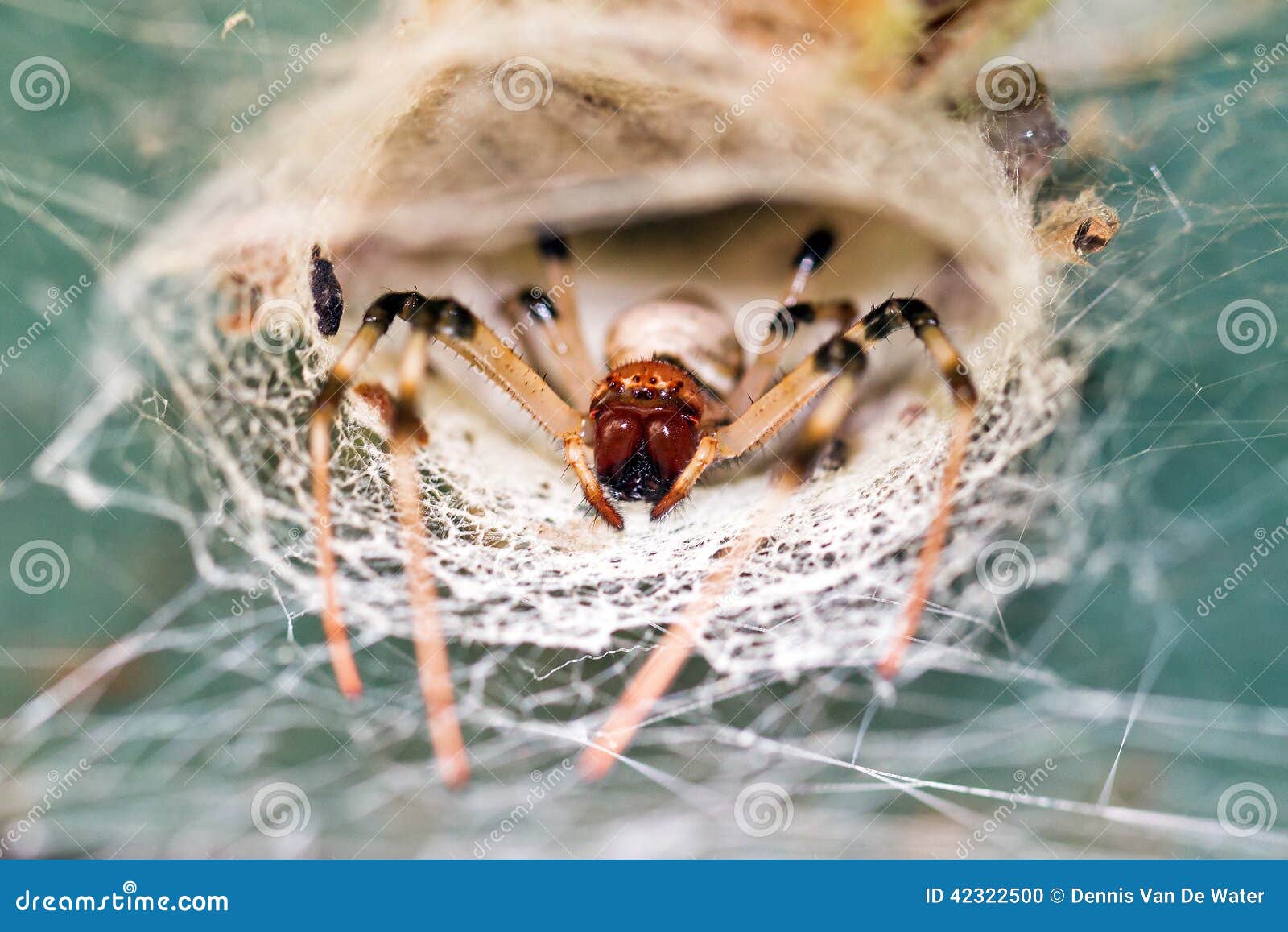 Funnel spider stock photo. Image of nature, natural, weaver - 42322500