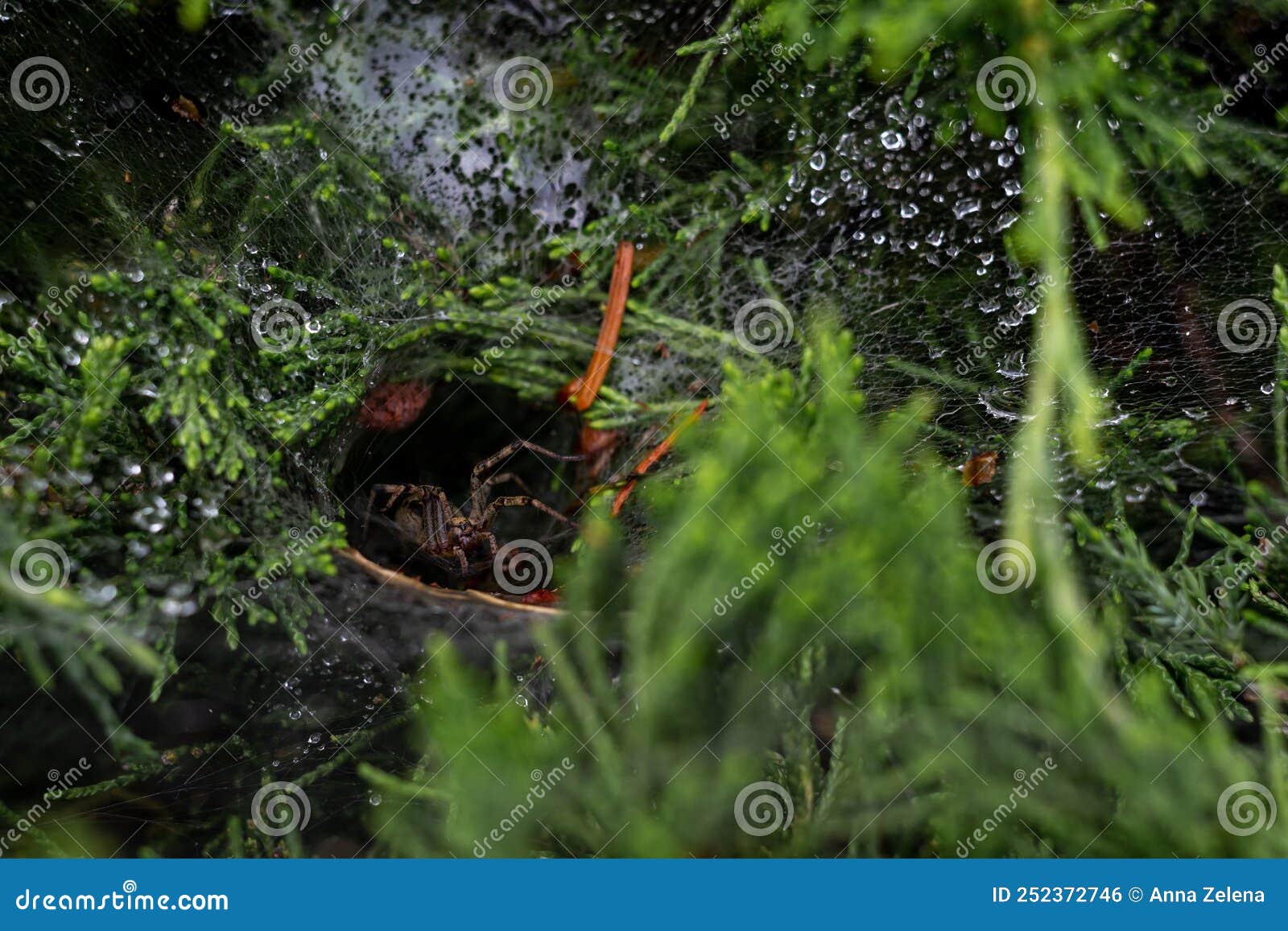 Funnel Spider Webs Stock Photo | CartoonDealer.com #72365940