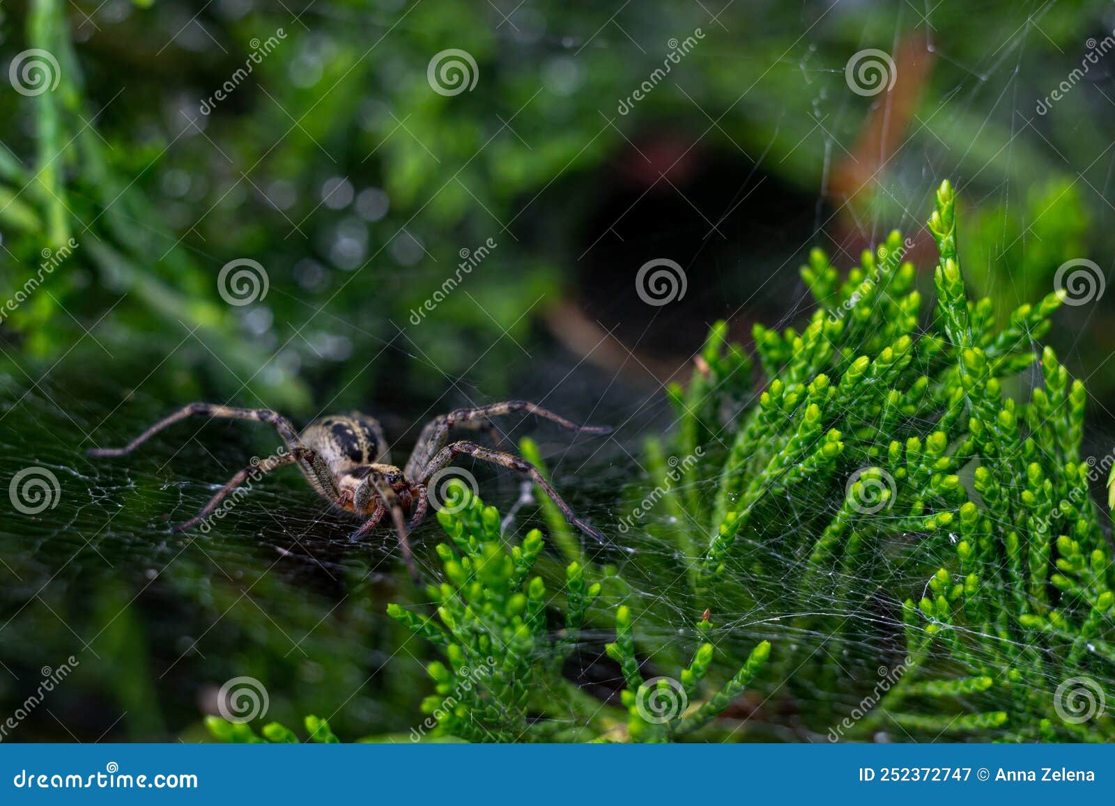 Funnel Spider Webs Stock Photo | CartoonDealer.com #72365940