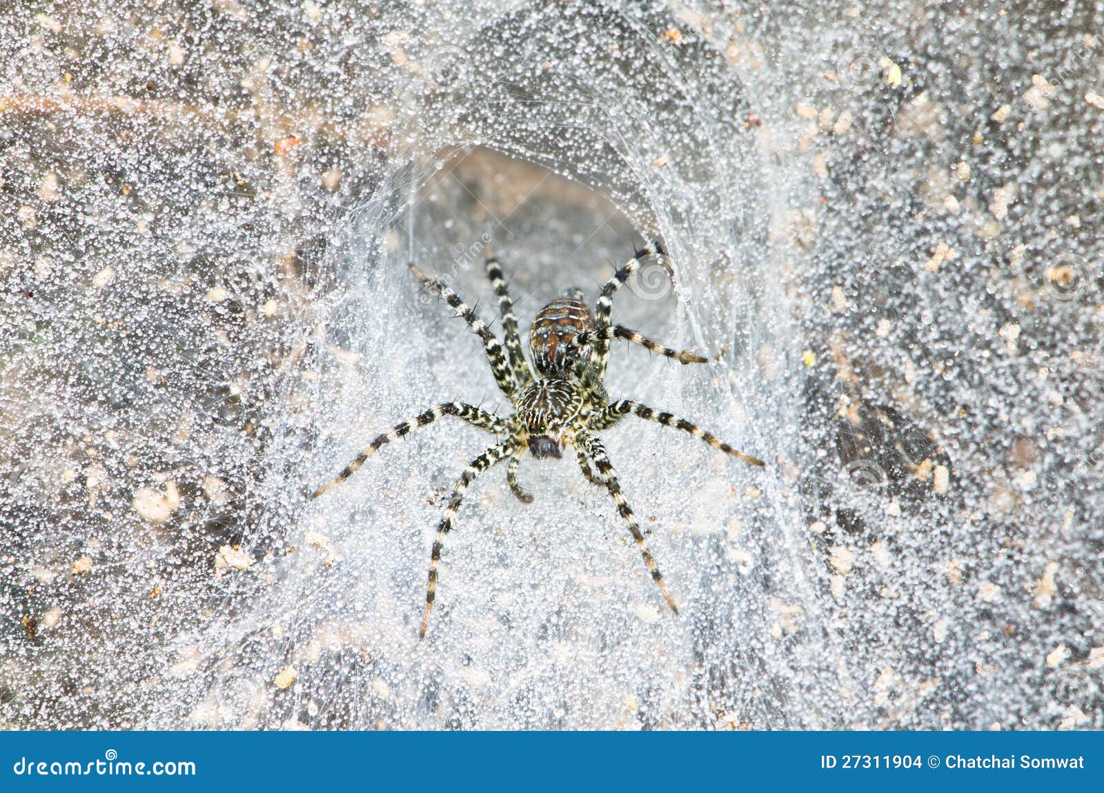 Funnel spider in web stock photo. Image of daylight, structure - 27311904