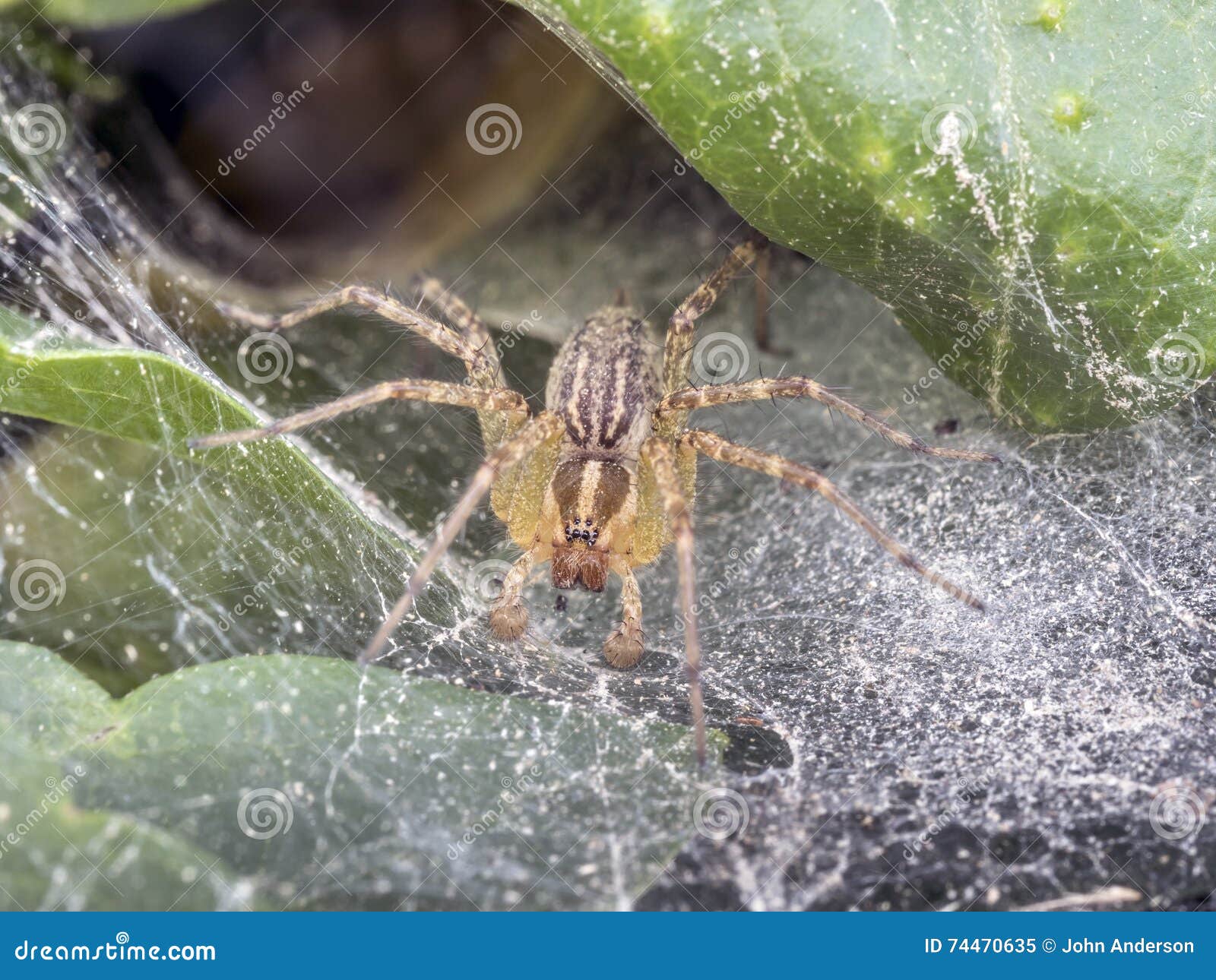 Funnel Weaver Spide stock image. Image of agelenopsis - 74470635