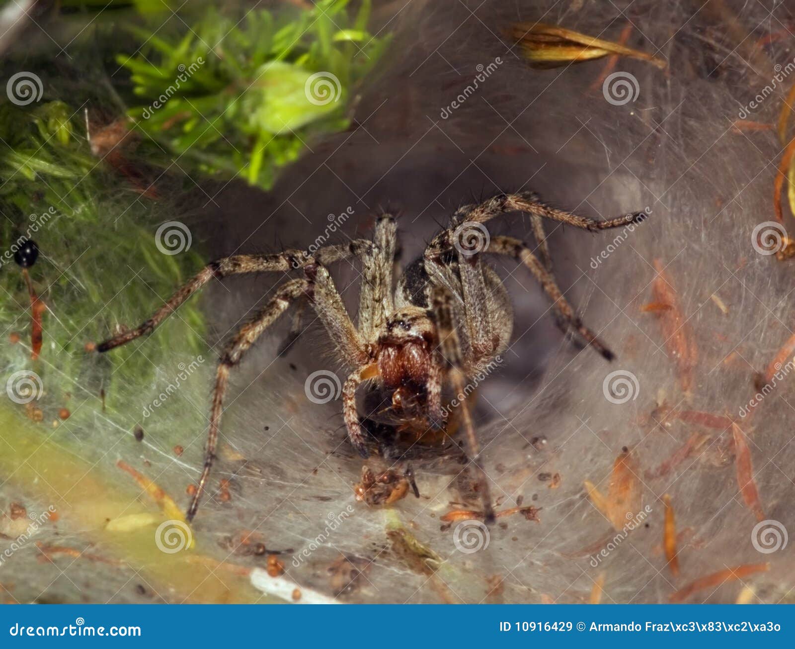 Funnel web Spider stock image. Image of spider, labyrinthic - 10916429