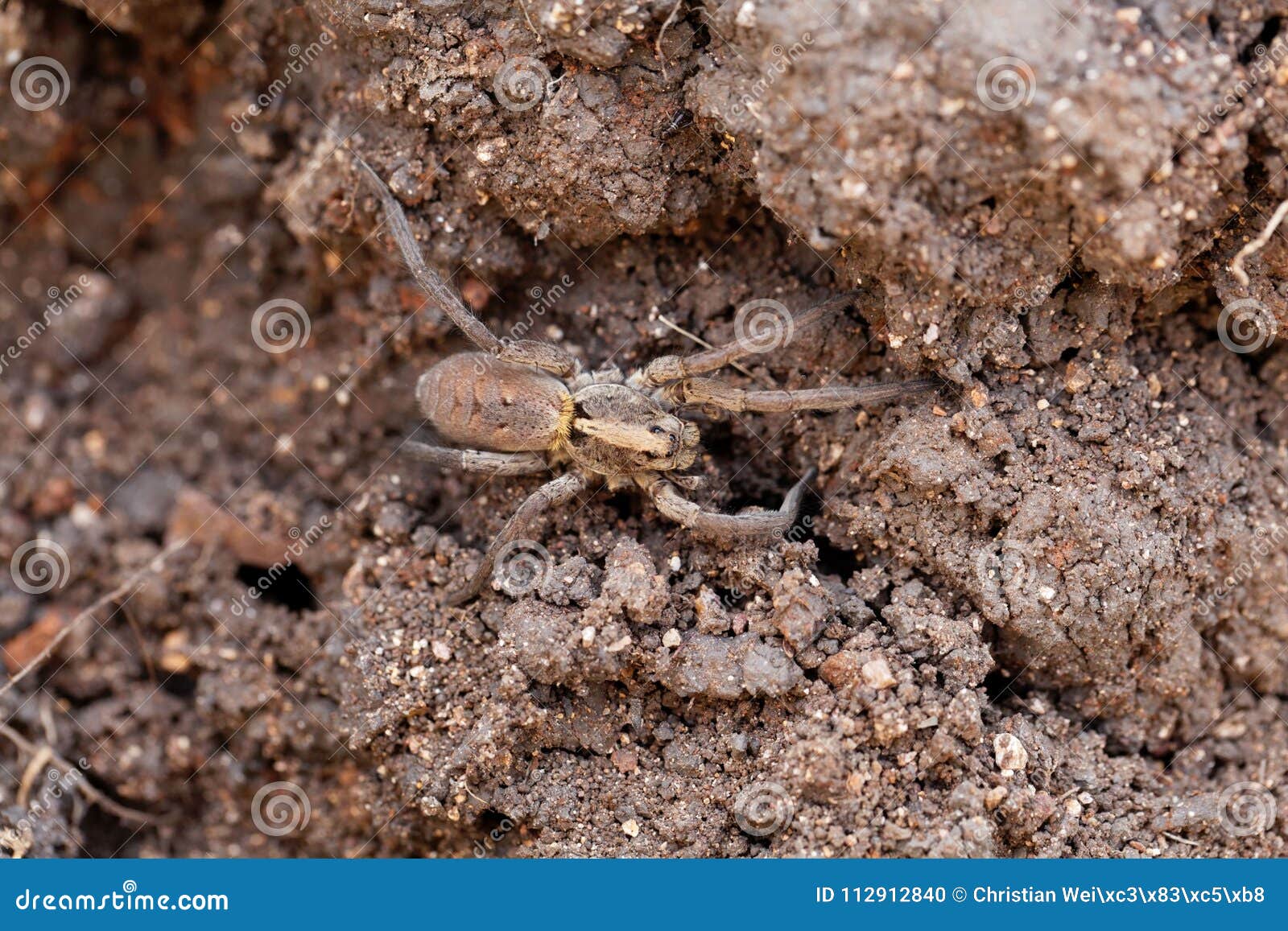 Funnel web spider stock photo. Image of natural, outdoor - 112912840