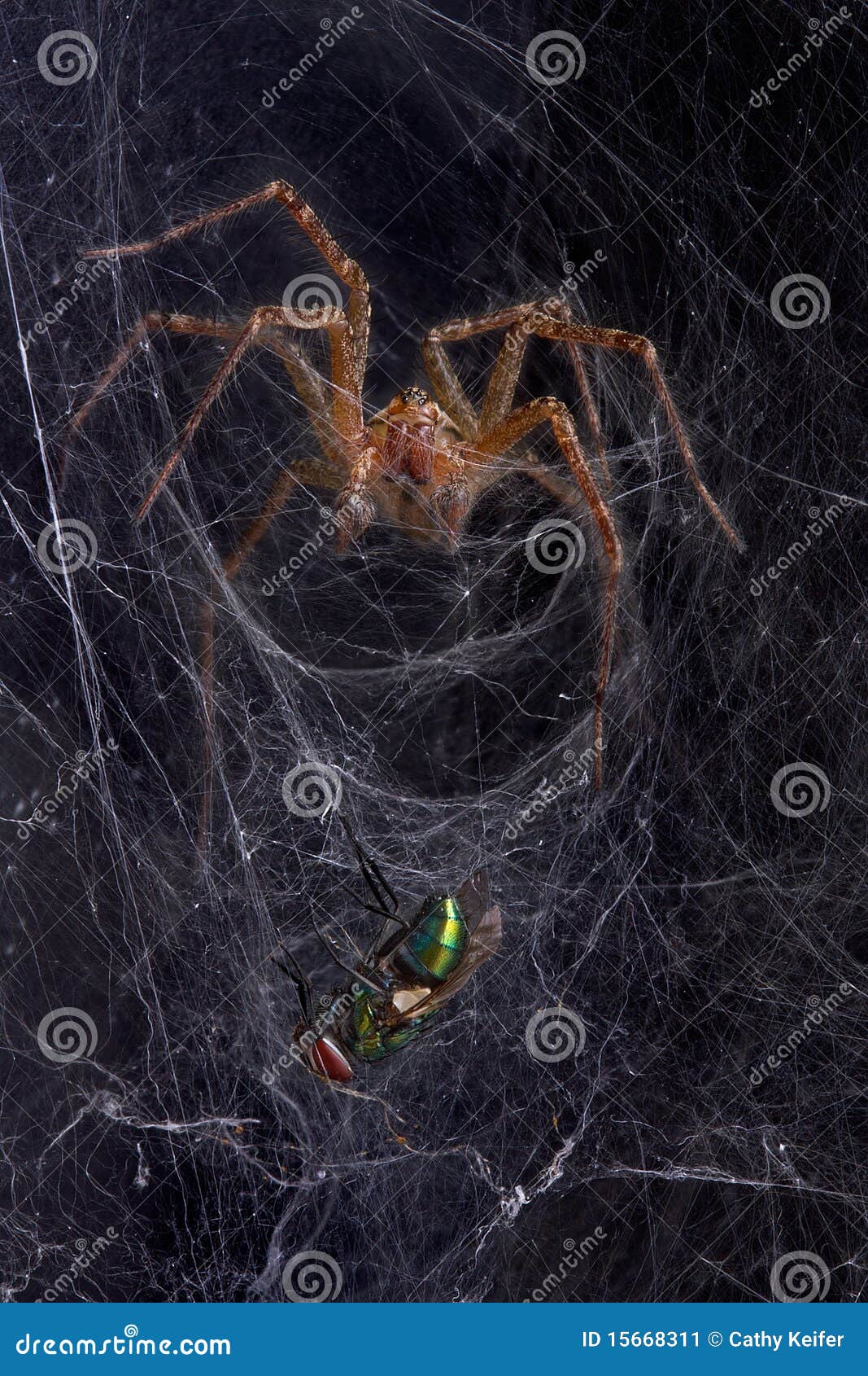 Funnel web spider with fly stock image. Image of trap - 15668311