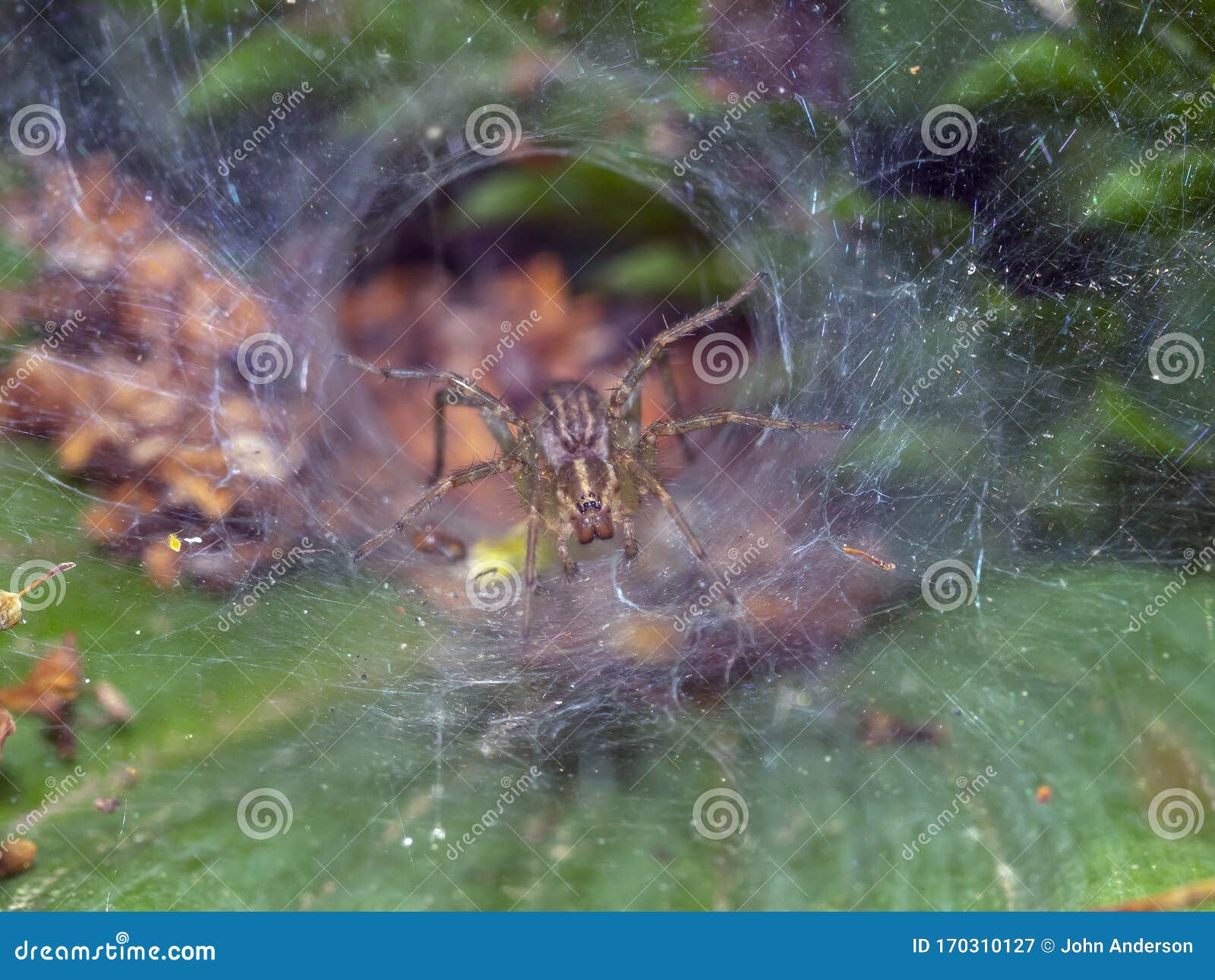Funnel-web spider stock image. Image of garden, funnel - 170310127